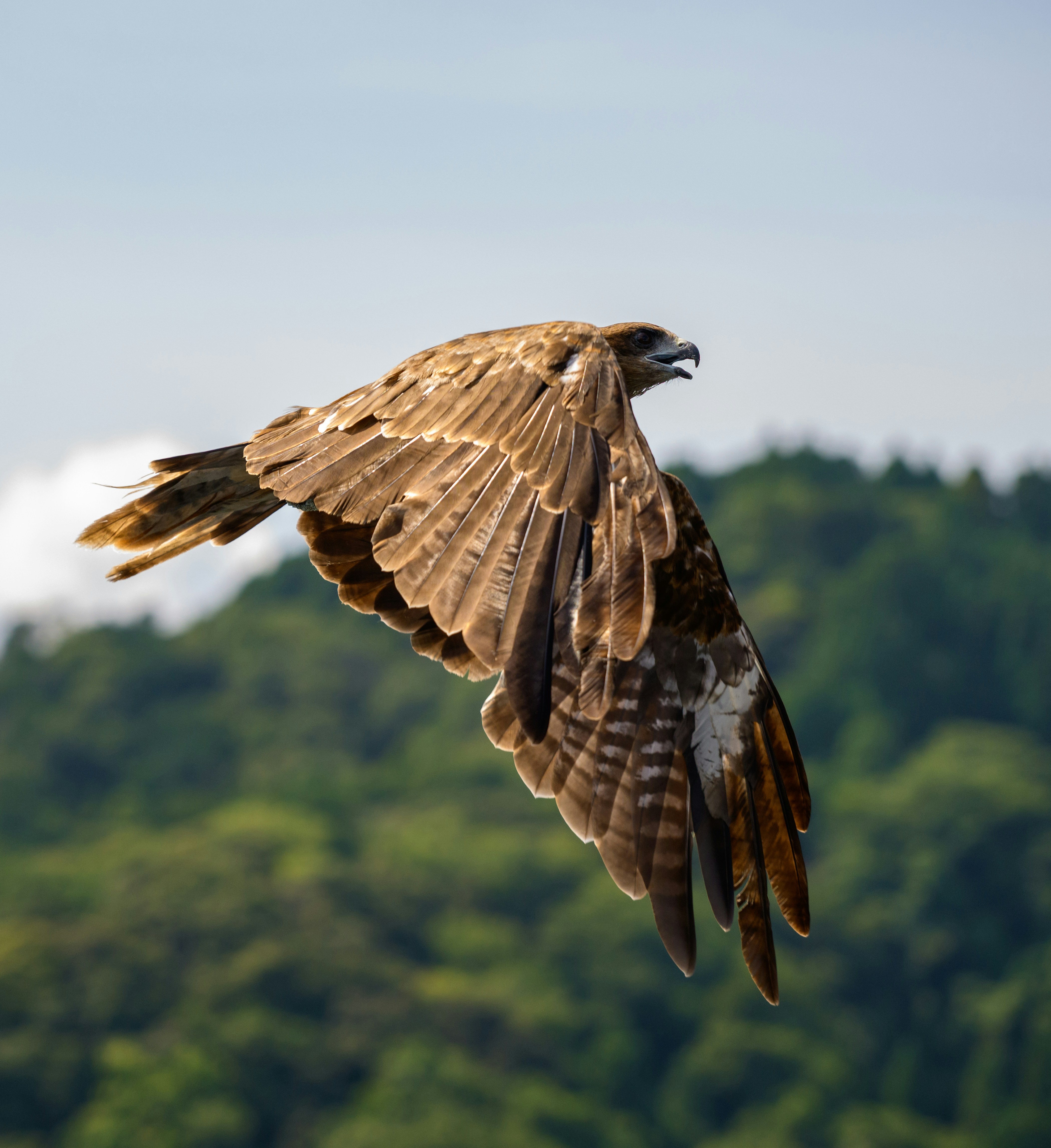 Wings of a Dawn-Soar: A Brown Eagle in Mid-Flight