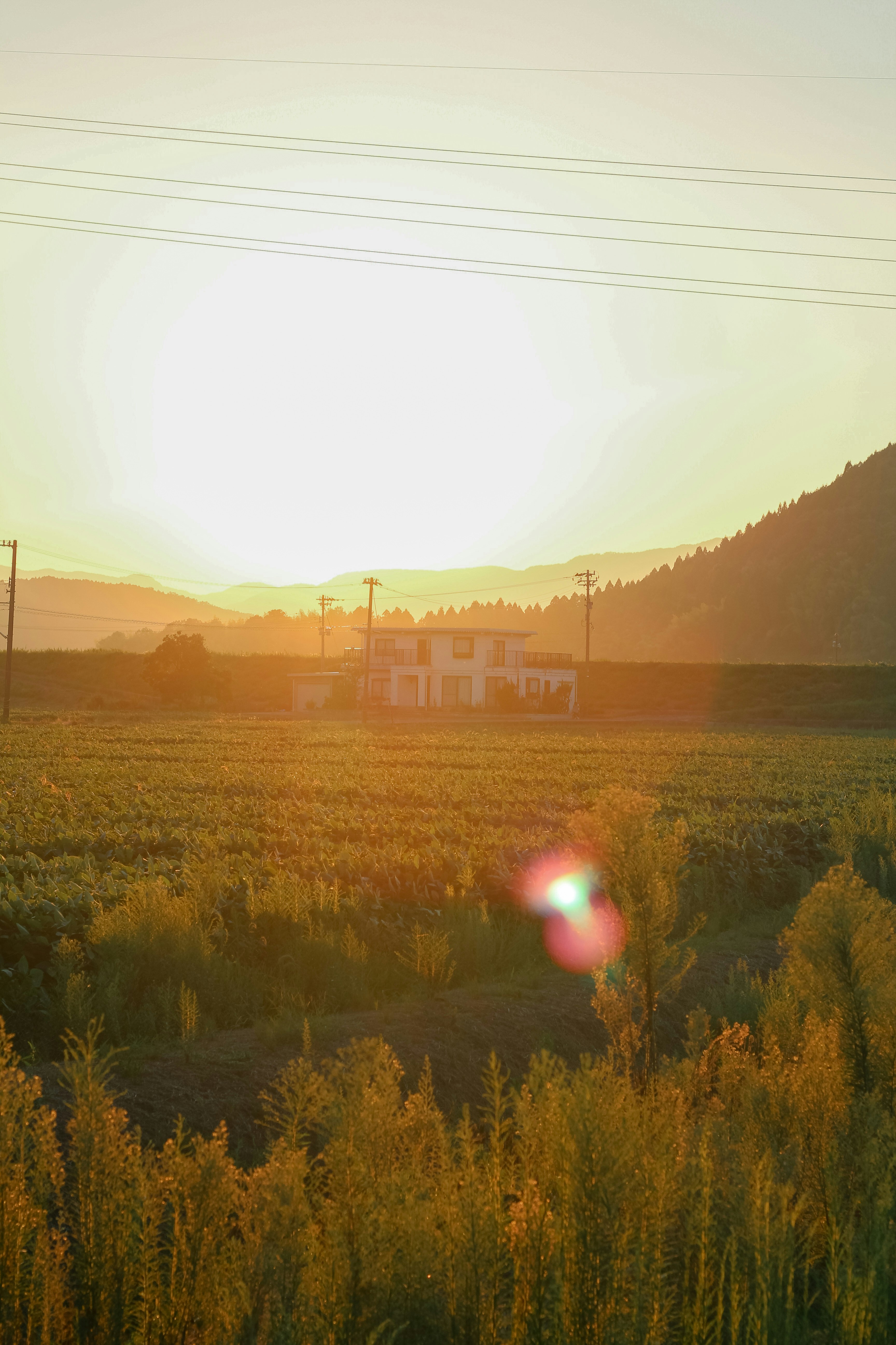 Sunlit Farmhouse at Distant Horizon
