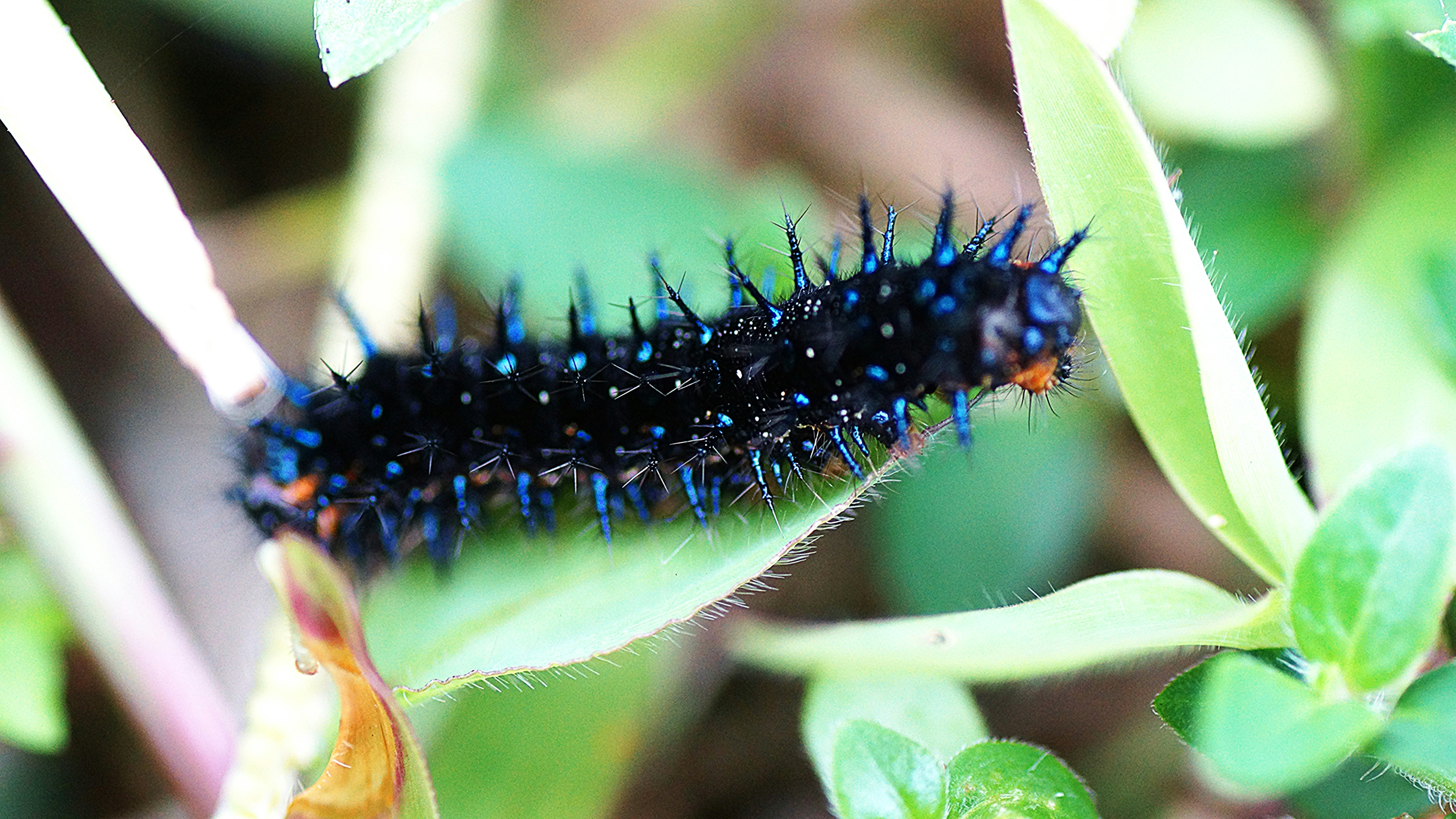 Spiny Blue-Bodied Caterpillar Across Emerald Leaves