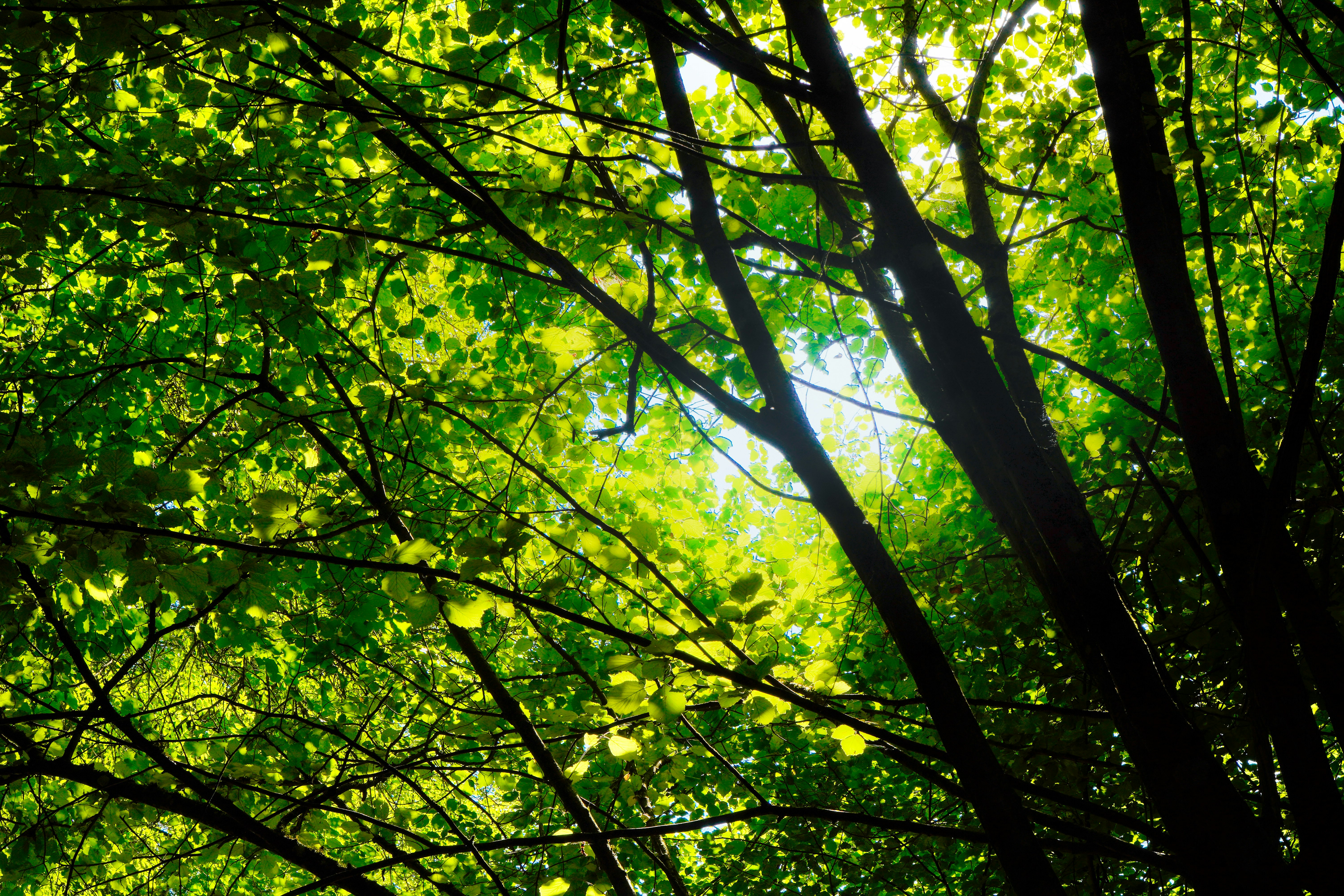 Sunlit Canopy: A Lattice of Green