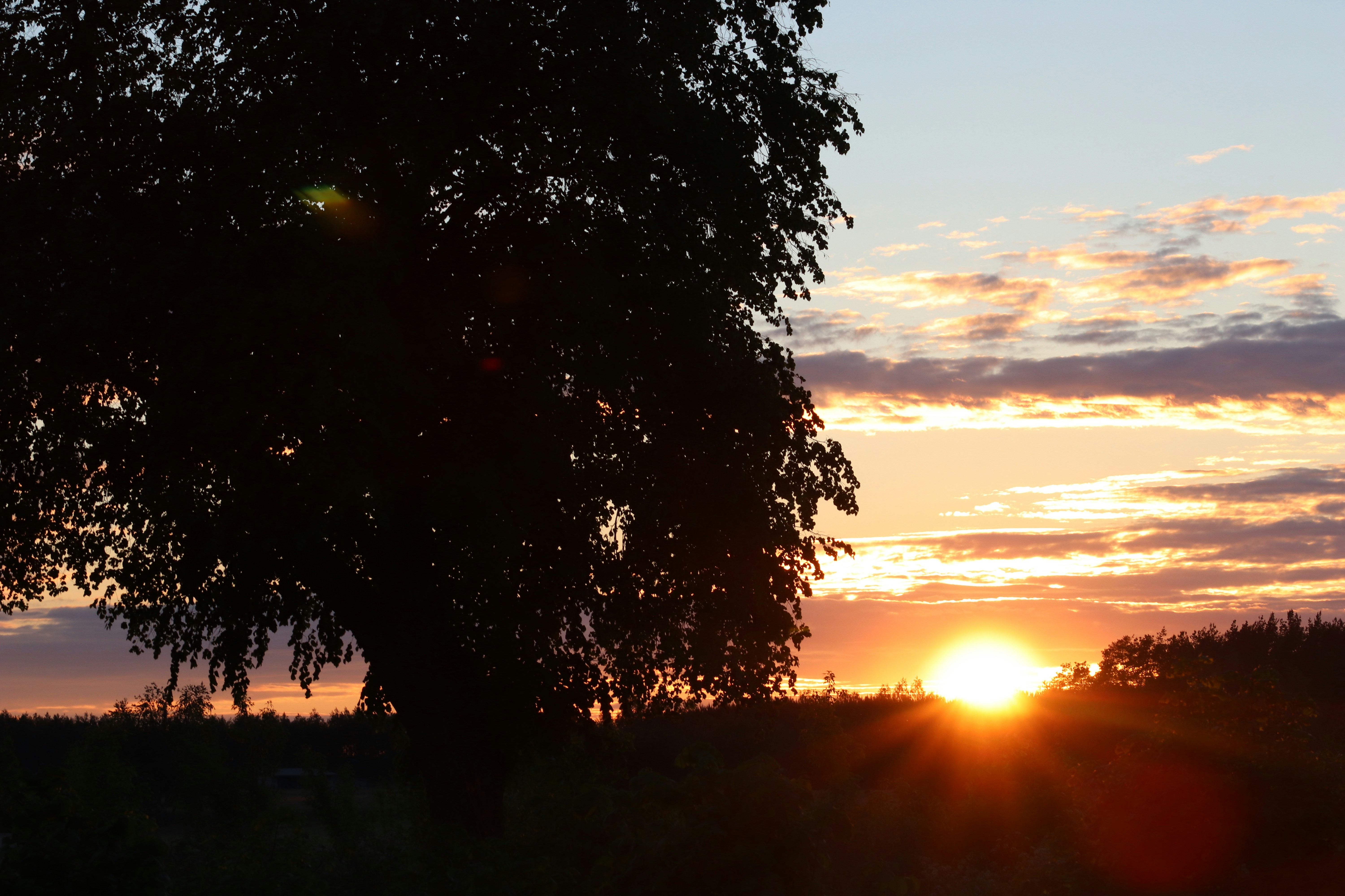 Golden Hour Silhouette: Tree Frame and Sun Kiss