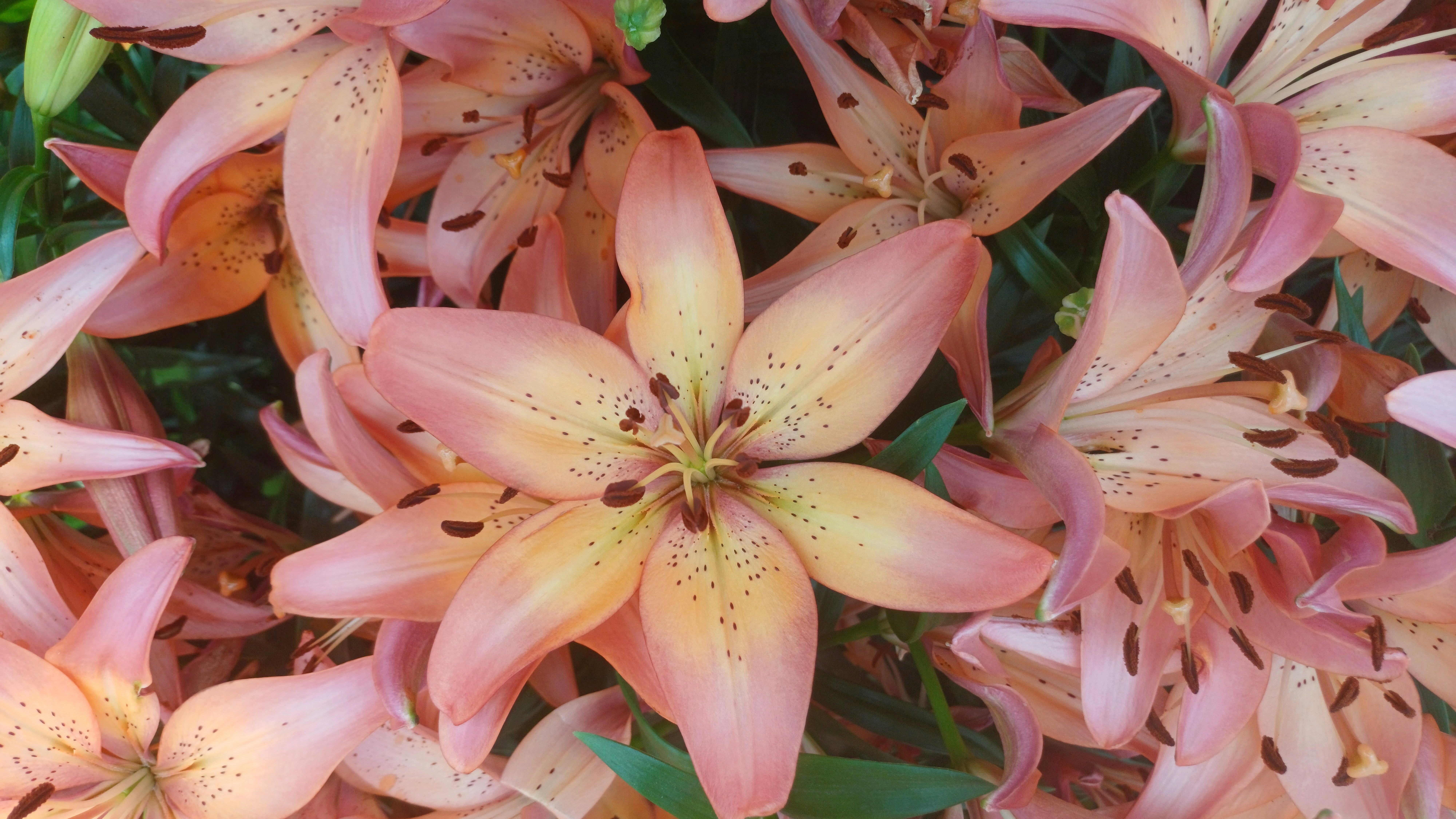 Peach-tinged Stargazer: A Burst of Lilies in Soft Focus