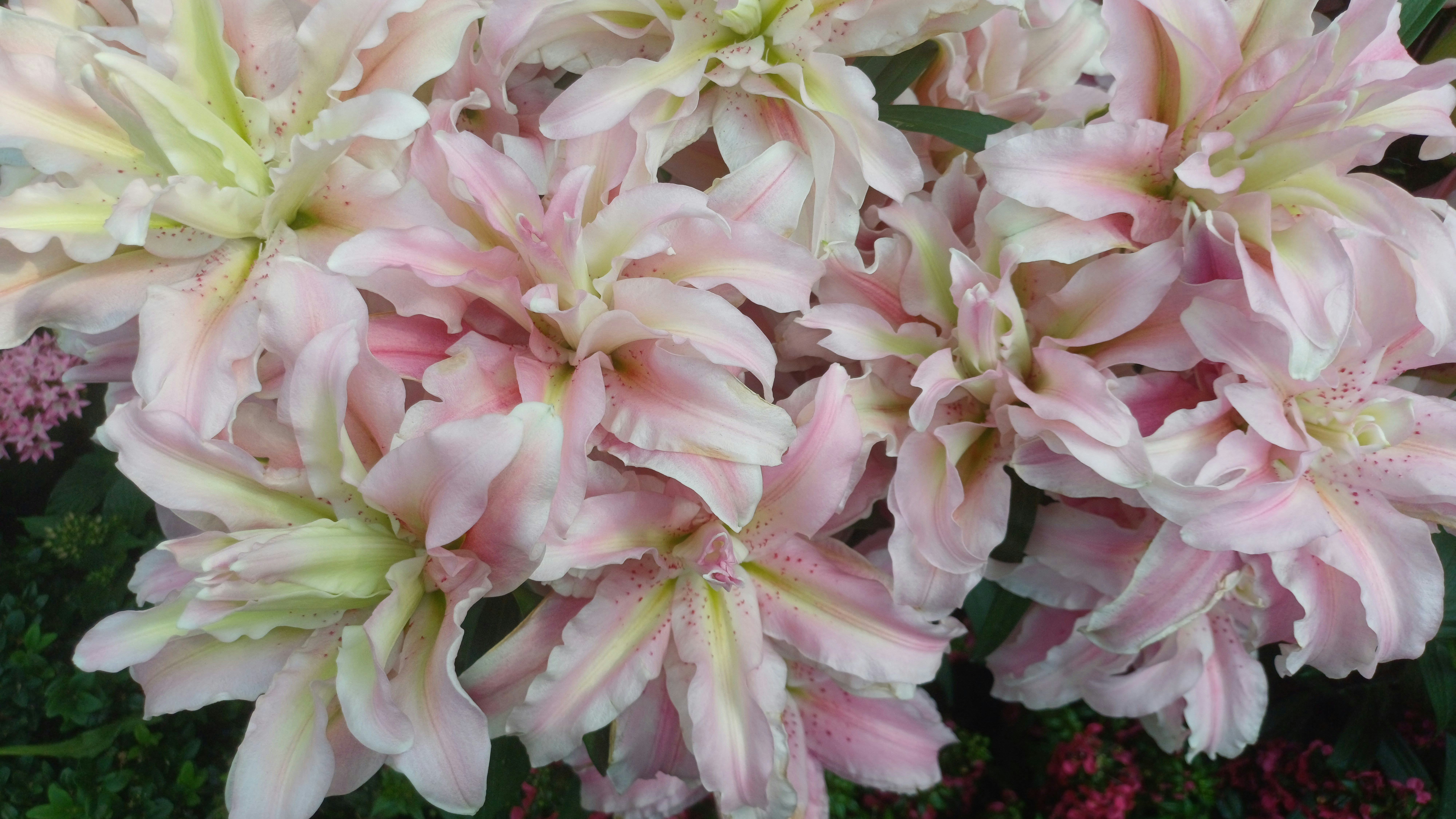 Blush Petal Cascade