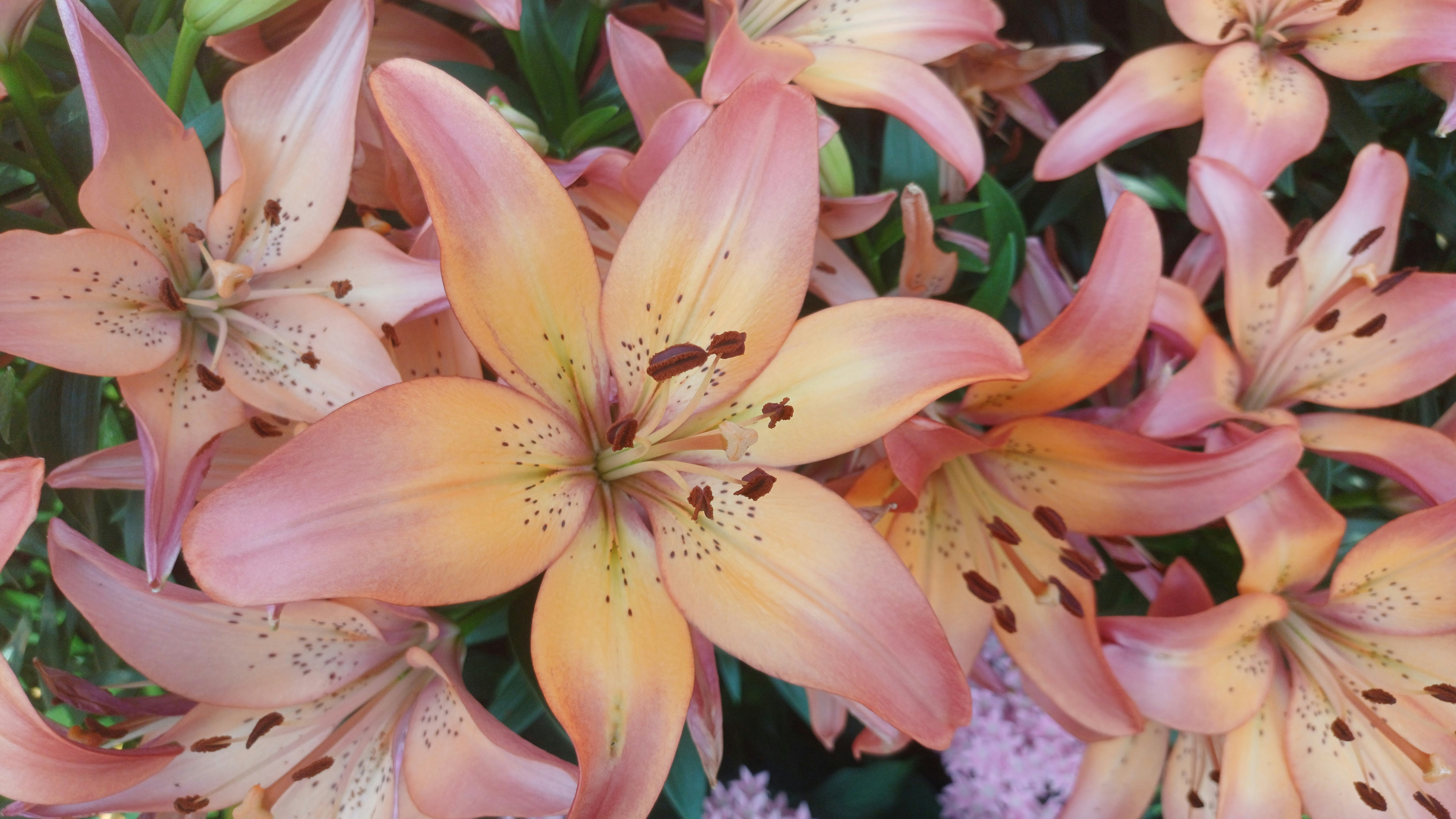 Petaled Constellation: A Bloom Scene of Peachy Lilies