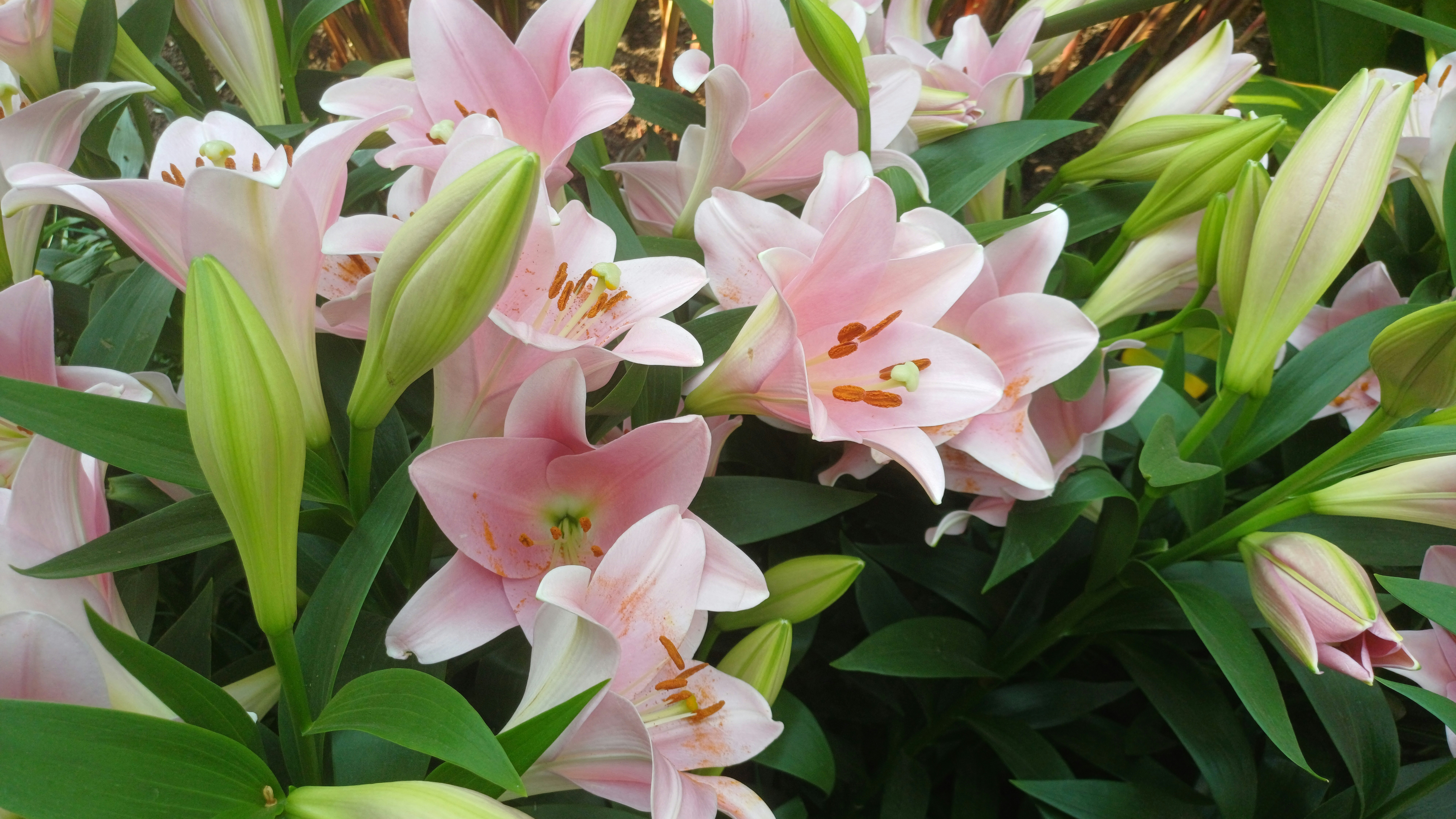 Close-up of cluster of pale pink lilies with green foliage, showcasing delicate petals and orange stamens; a garden scene highlighting floral detail.