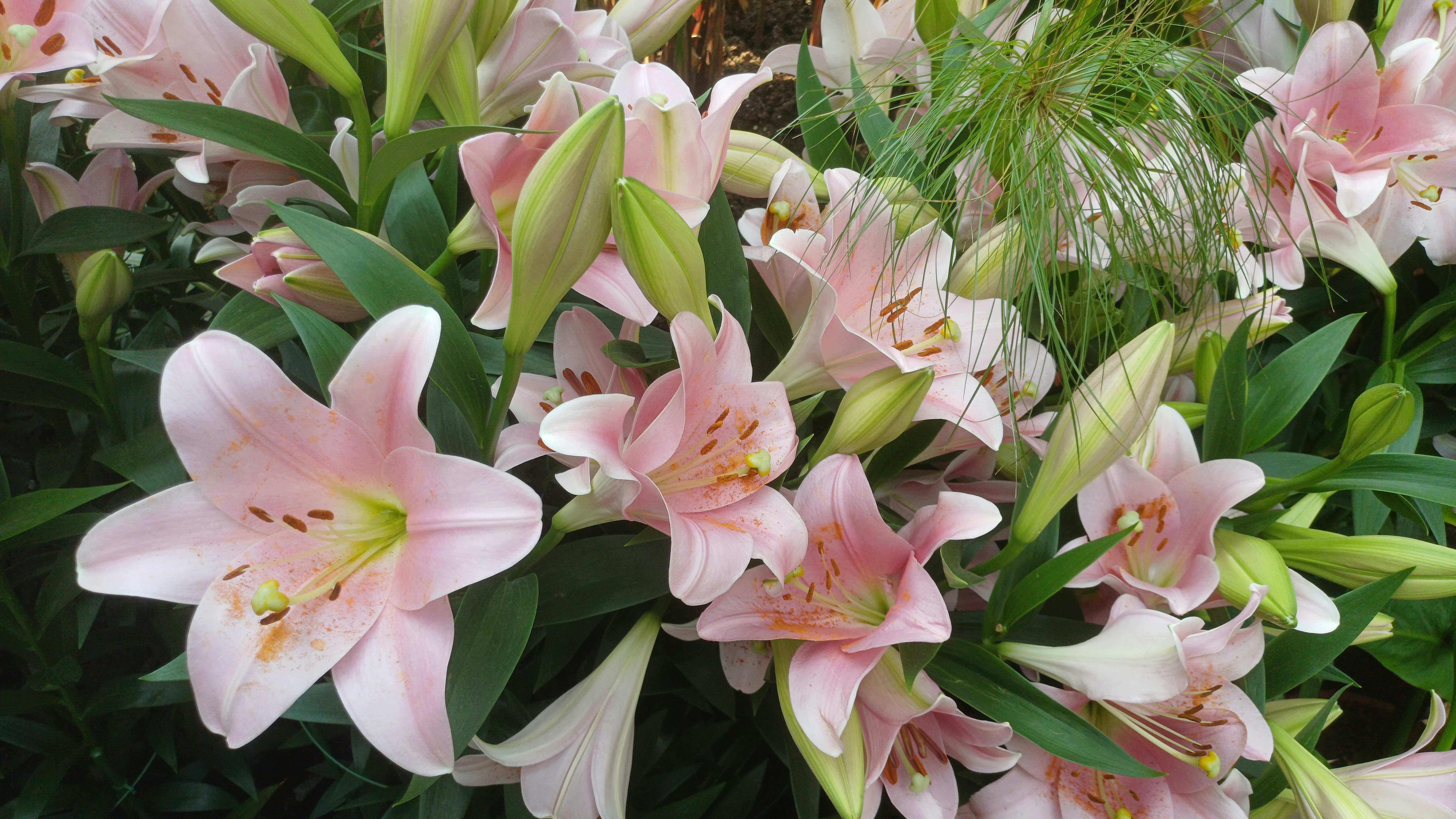 Pastel Bellflowers in Bloom: Soft Pink Lily Carpets