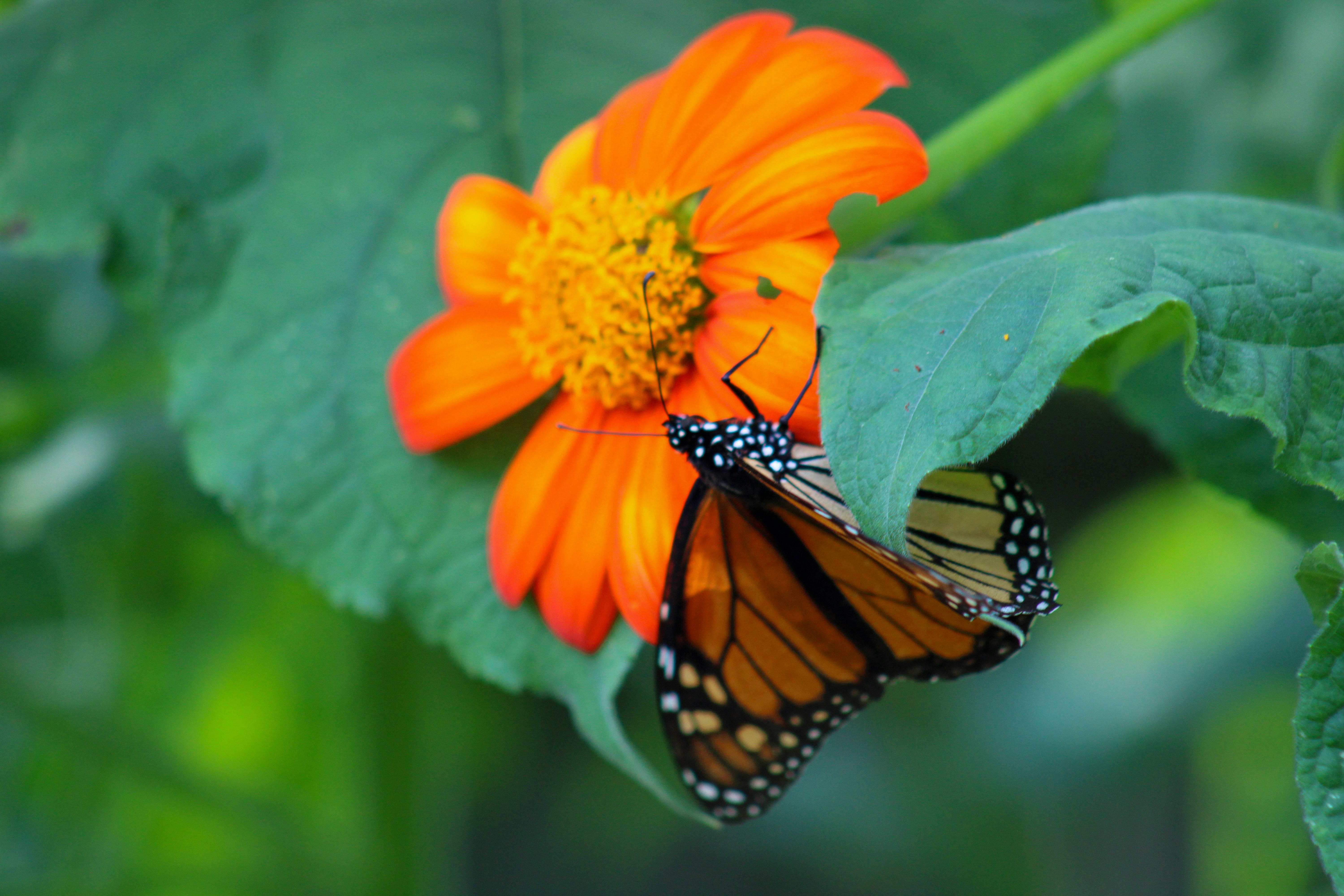 Monarch butterfly on a vivid orange flower with green leaves in soft focus background, highlighting the insect and bloom in a natural setting.