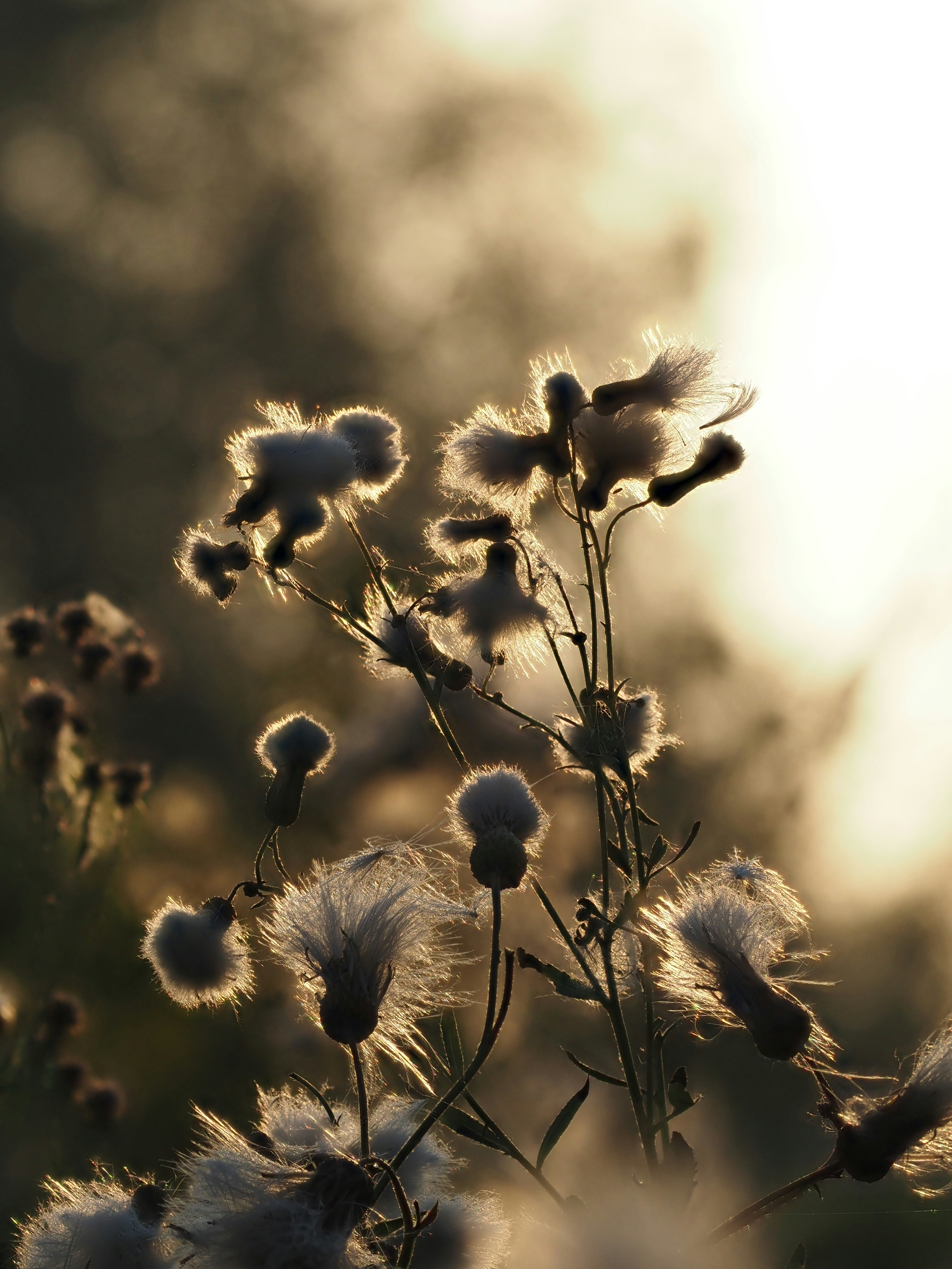 Backlit Seed Heads in Soft Focus: Twilight Glow Through Silk Fronds