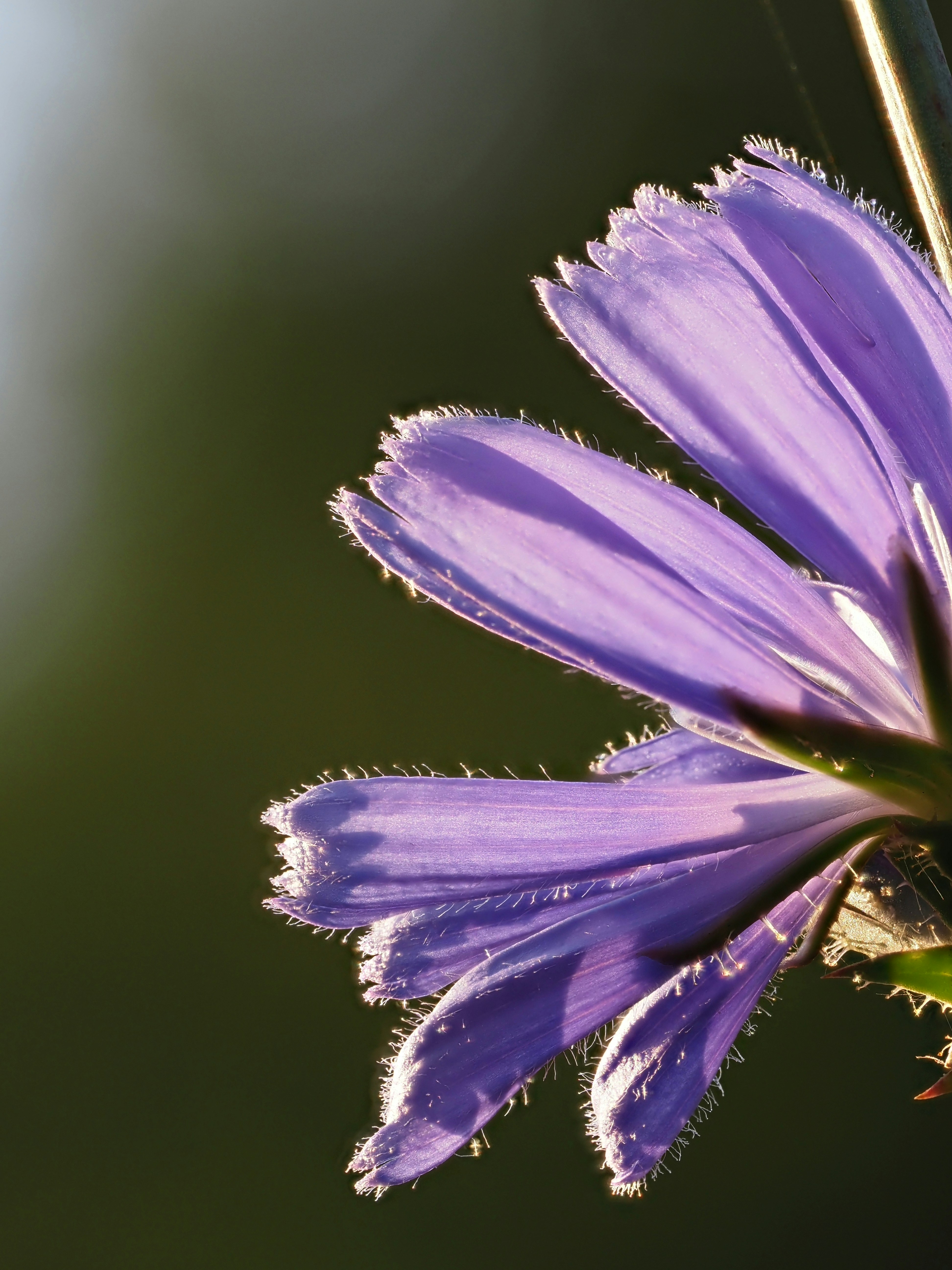 Backlit Purple Bloom: Edge Details in Soft Morning Light