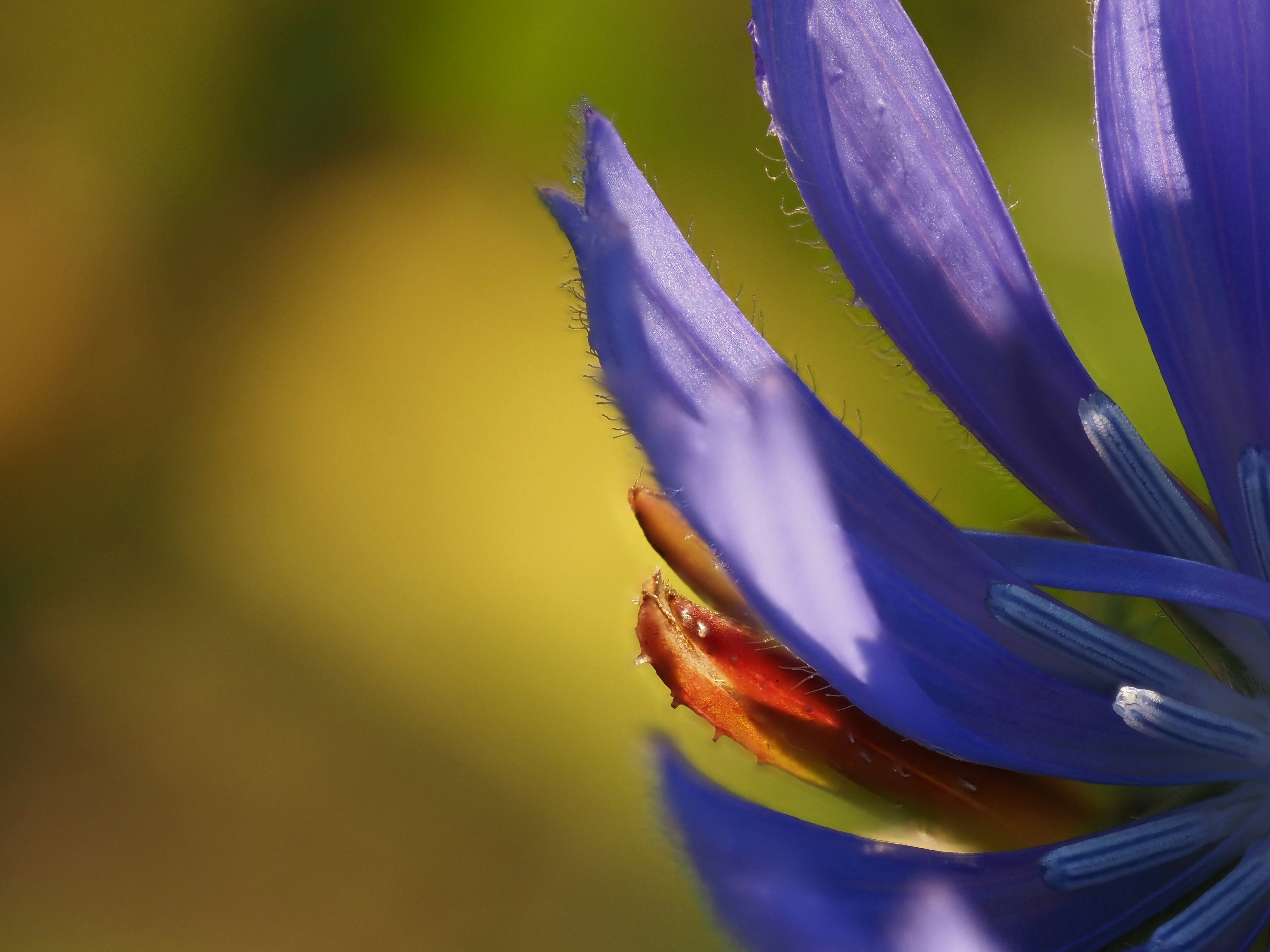 Azure Petals on the Orange Ember