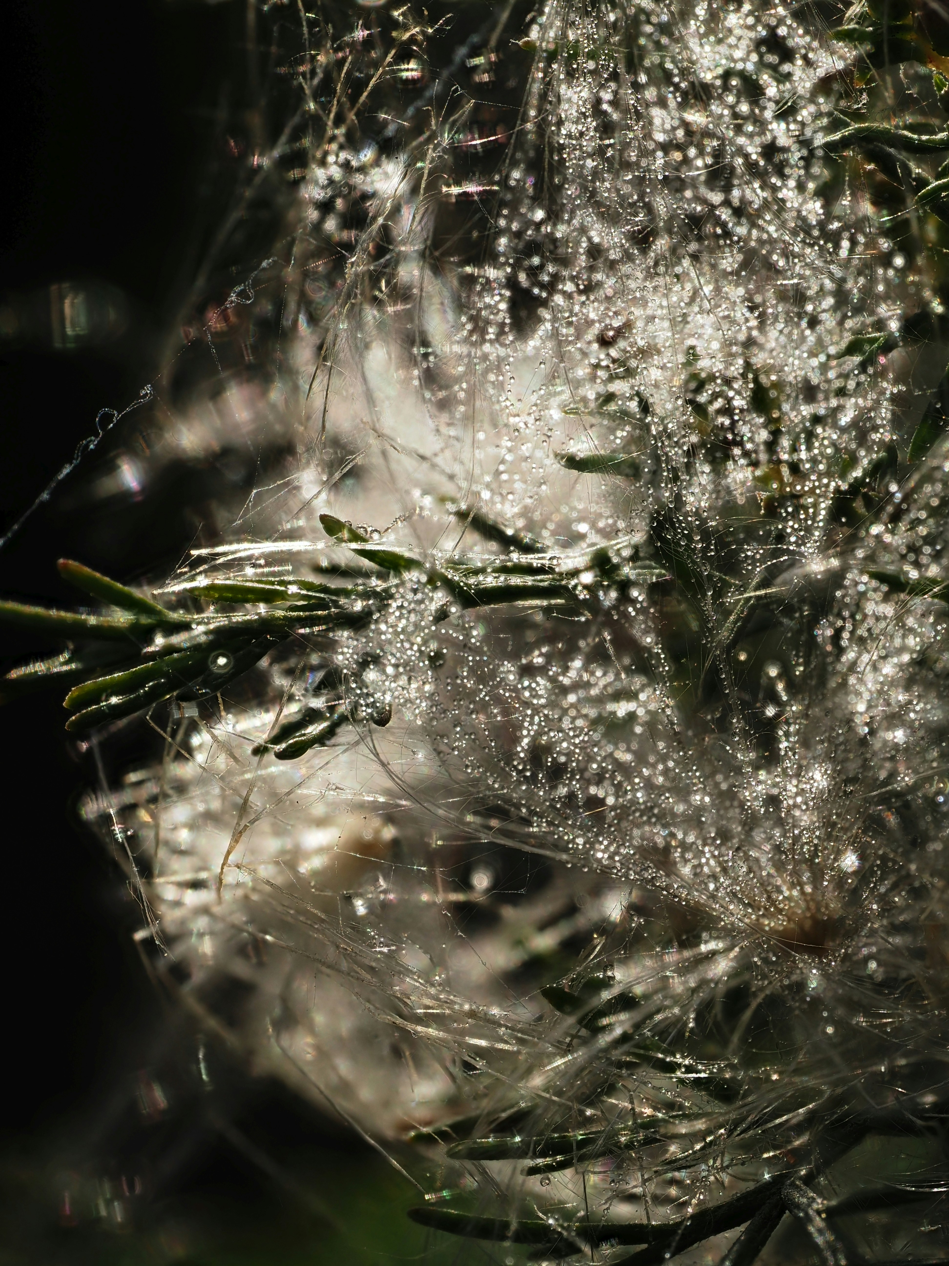 Glistening Silk: Dew-Glitter on a Spun Botanical Web
