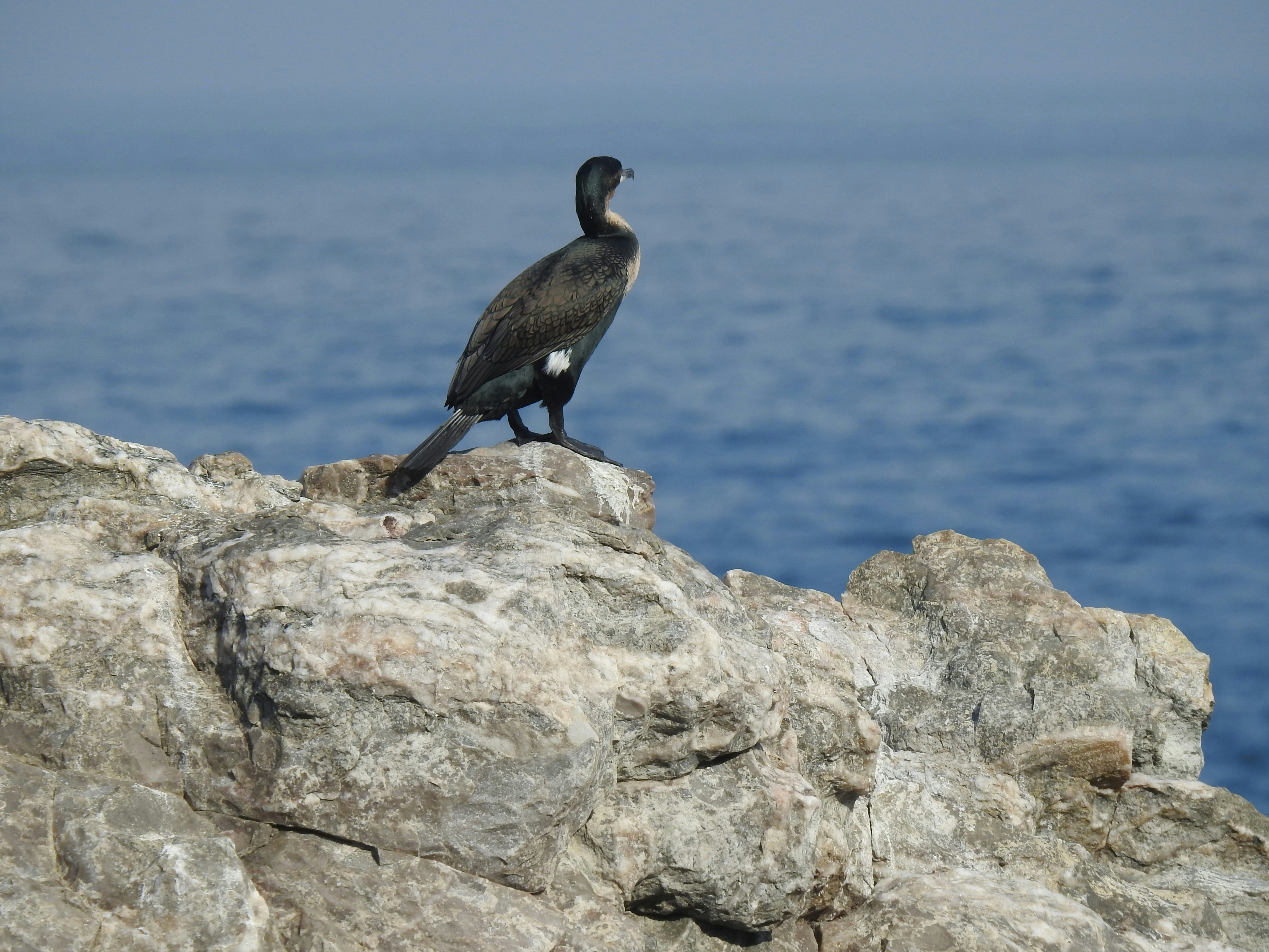 Seabound Sentinel: A Cormorant Perched on Weathered Rocks