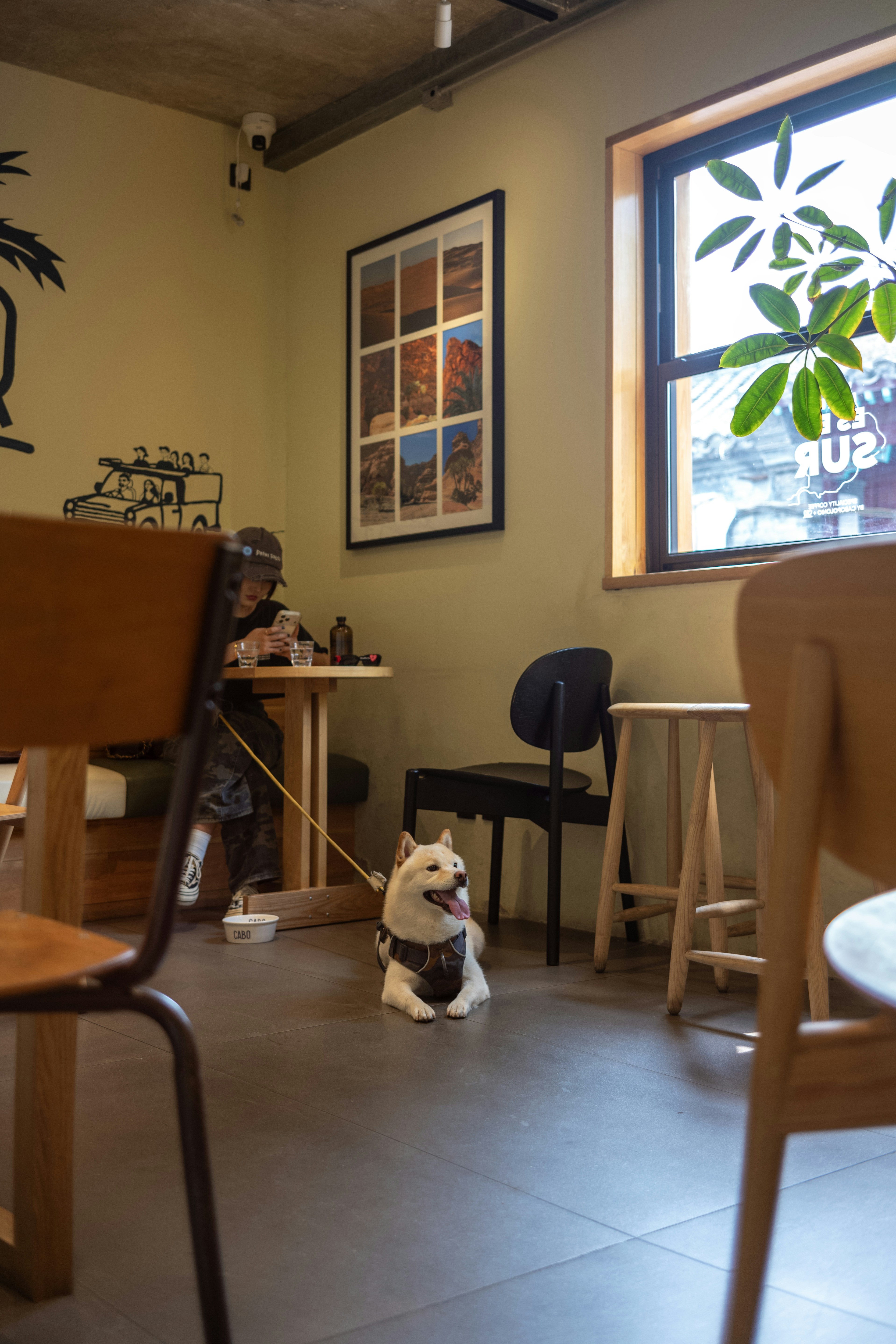 Calm Corner: A Dog Quietly Observes a Café Scene