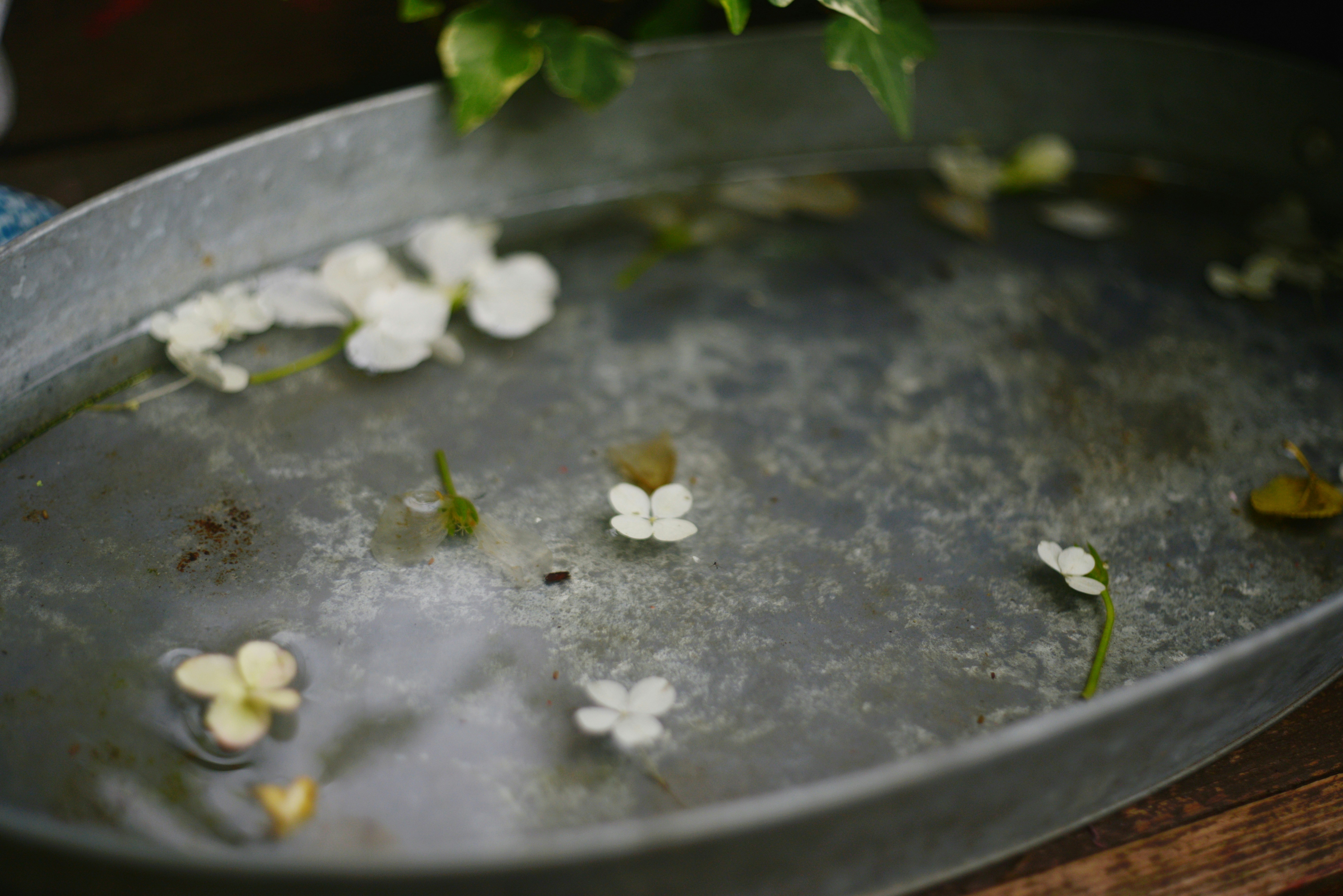 Petals on a Weathered Basin: Quiet Fall in a Metal Tray