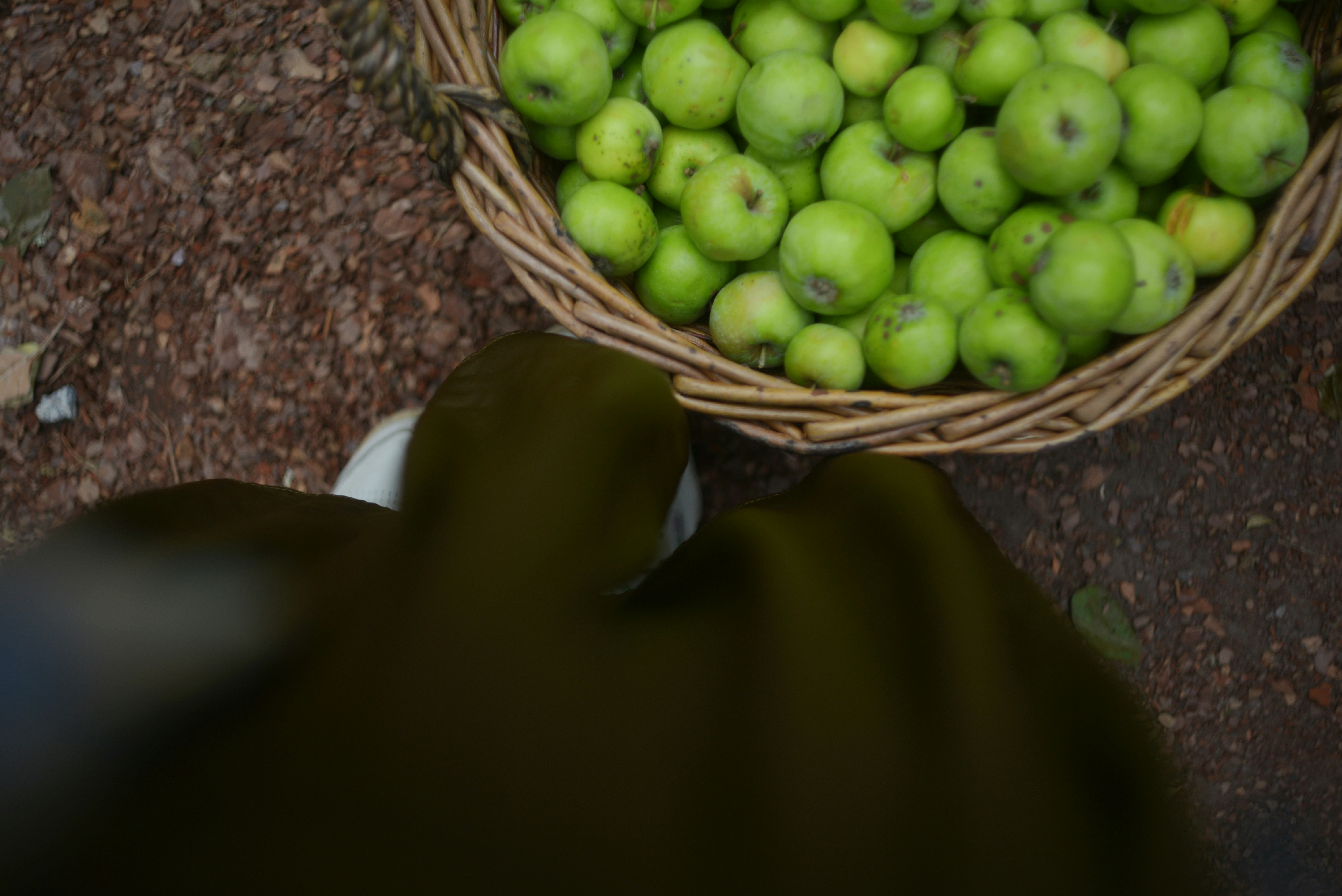 Green Harvest: A Basket of Limes Framed by a Shaded Figure