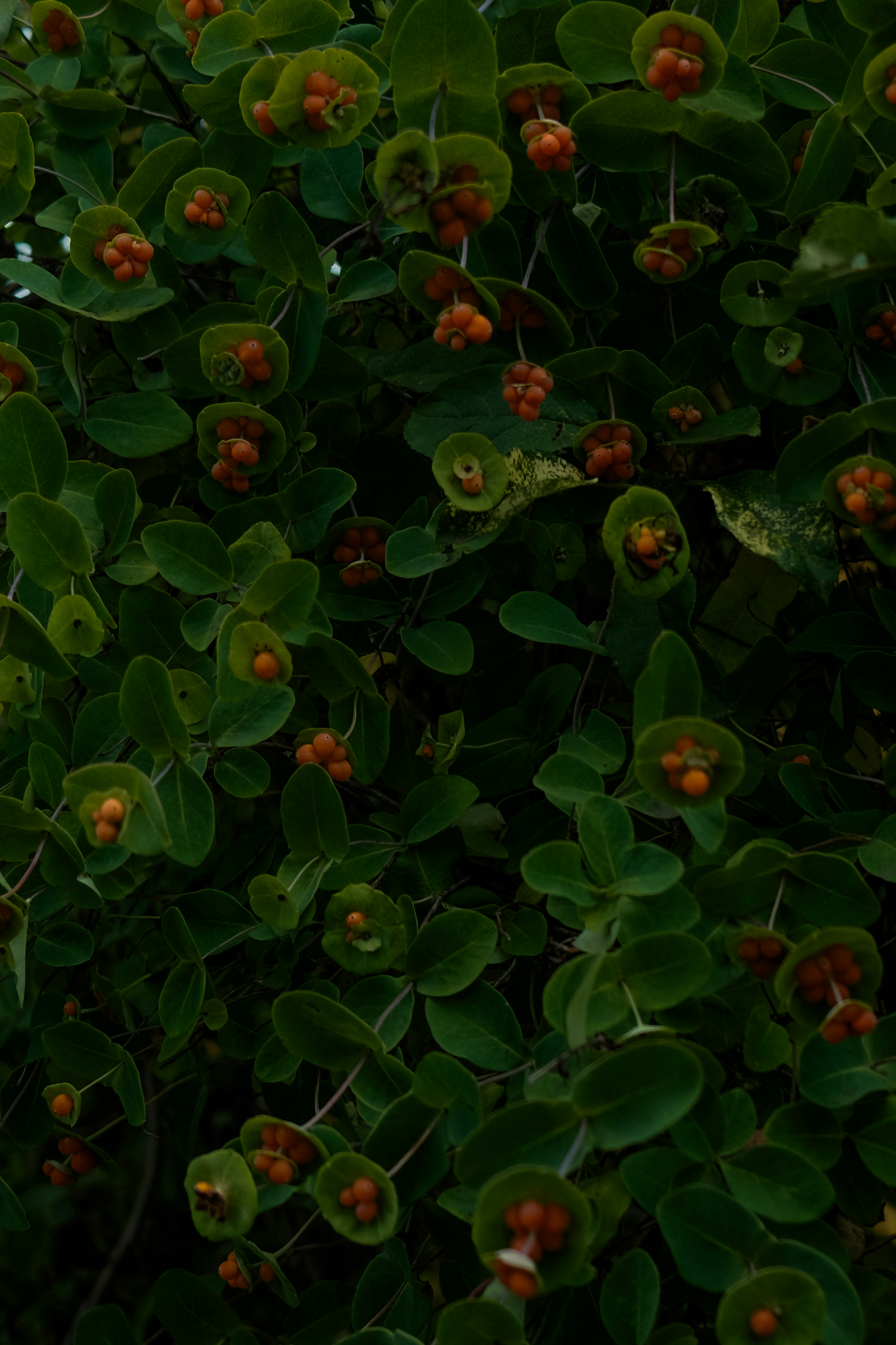 Emerald Understory: Small Orange Berries Among Dense Foliage