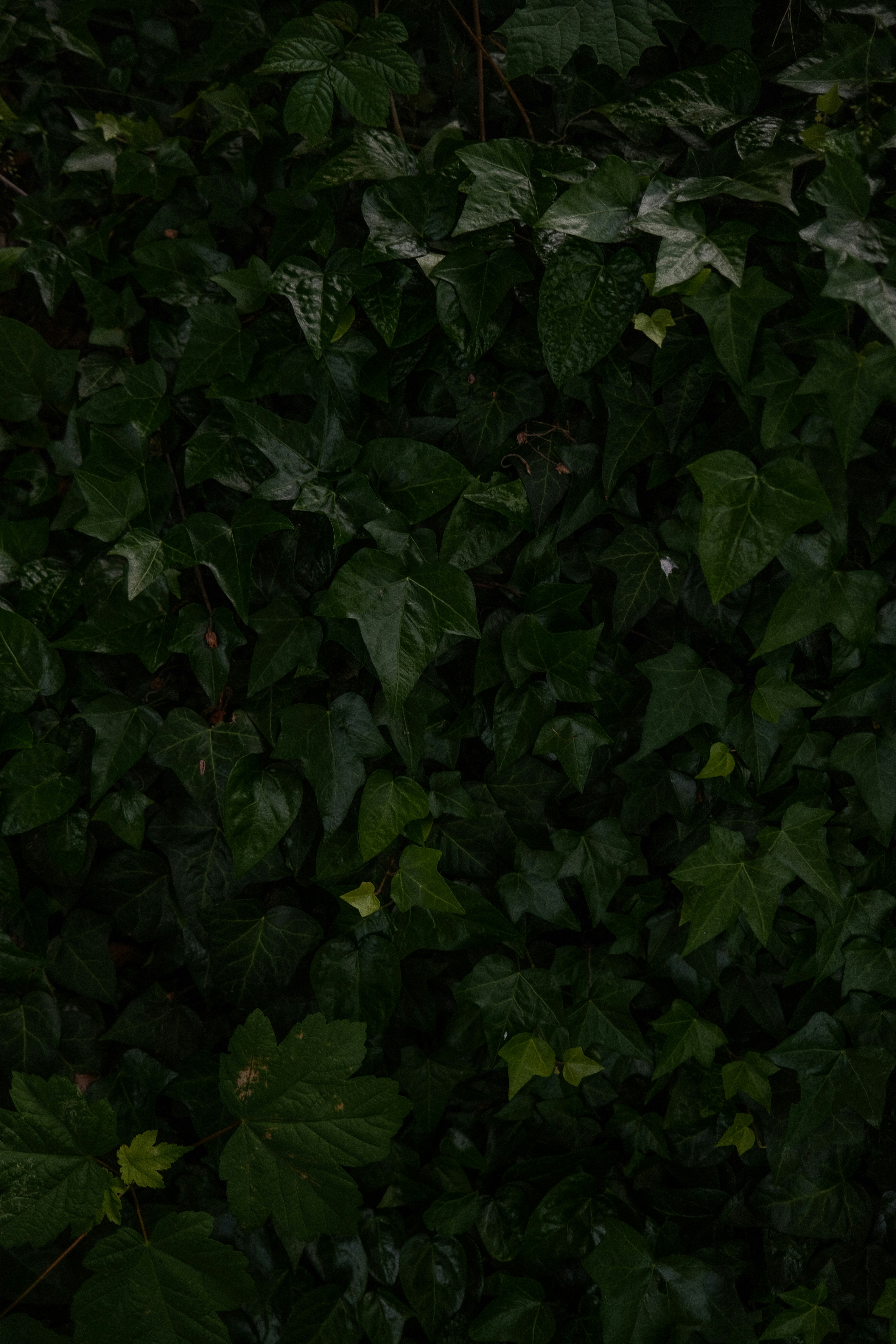 Emerald Veil: Dense Ivy Wall in Deep Shade