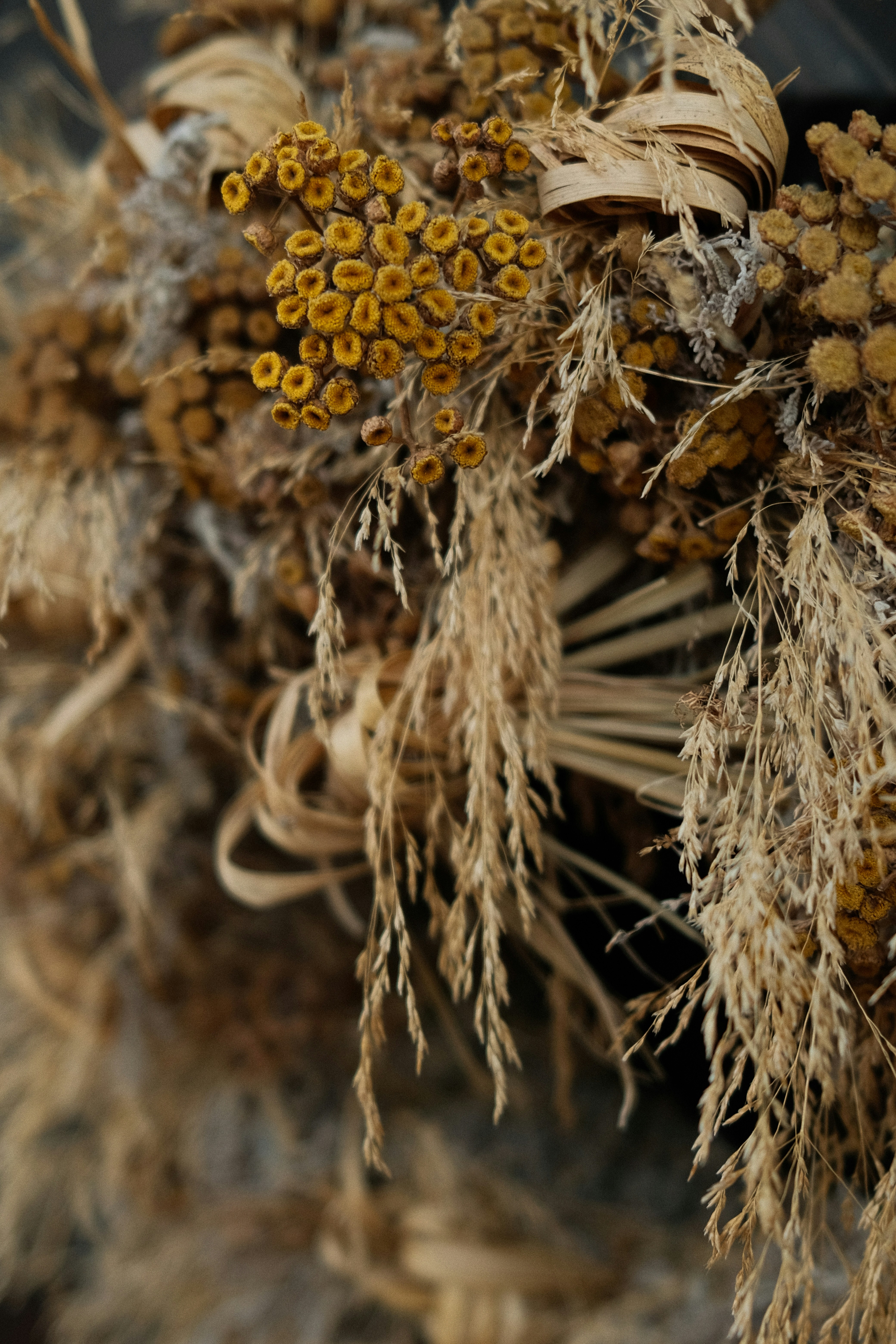 Amber Pompon Bloom in a Tangle of Dried Grasses