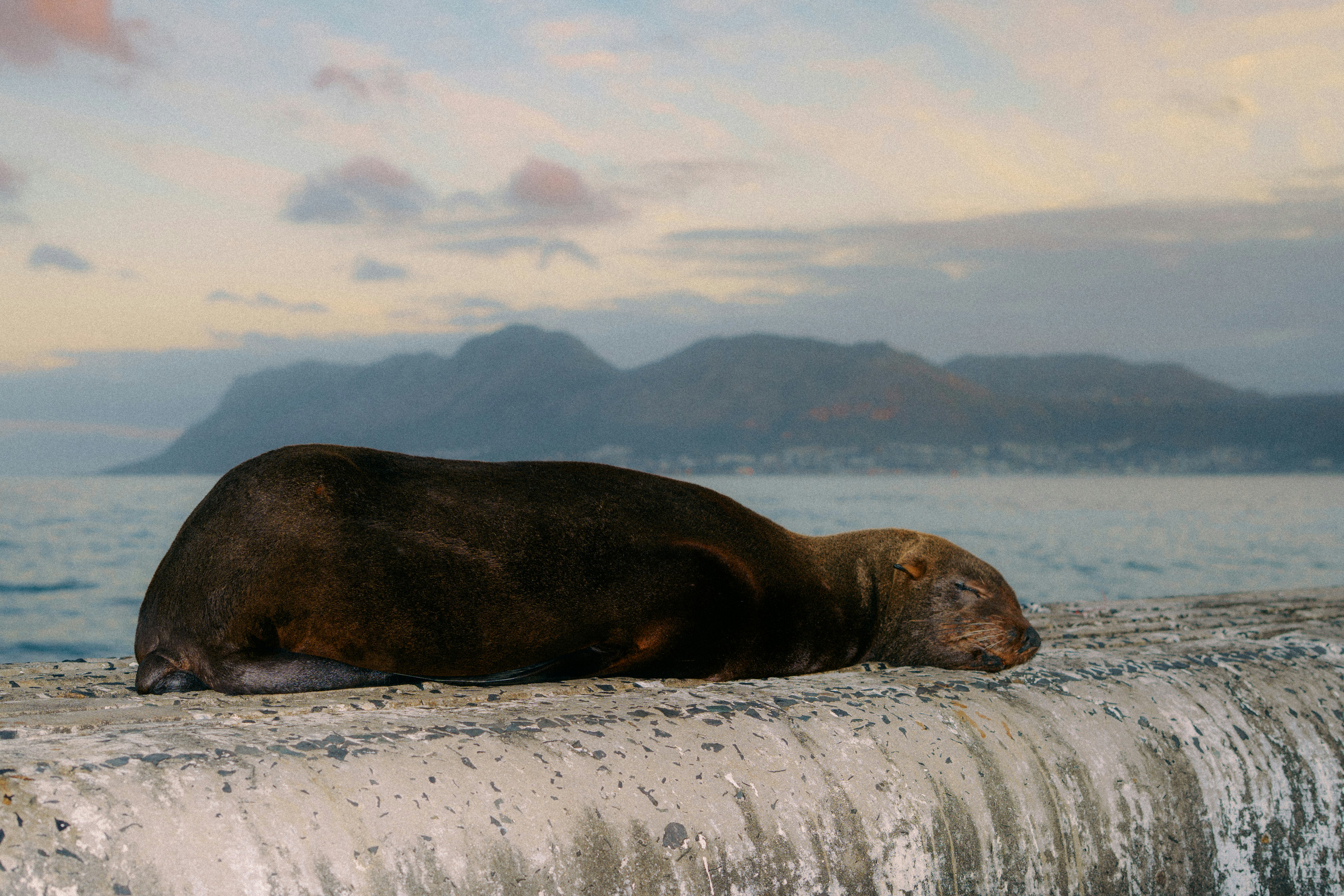 Low Tide Resting: A Sealscale Silhouette on a Weathered Breakwater