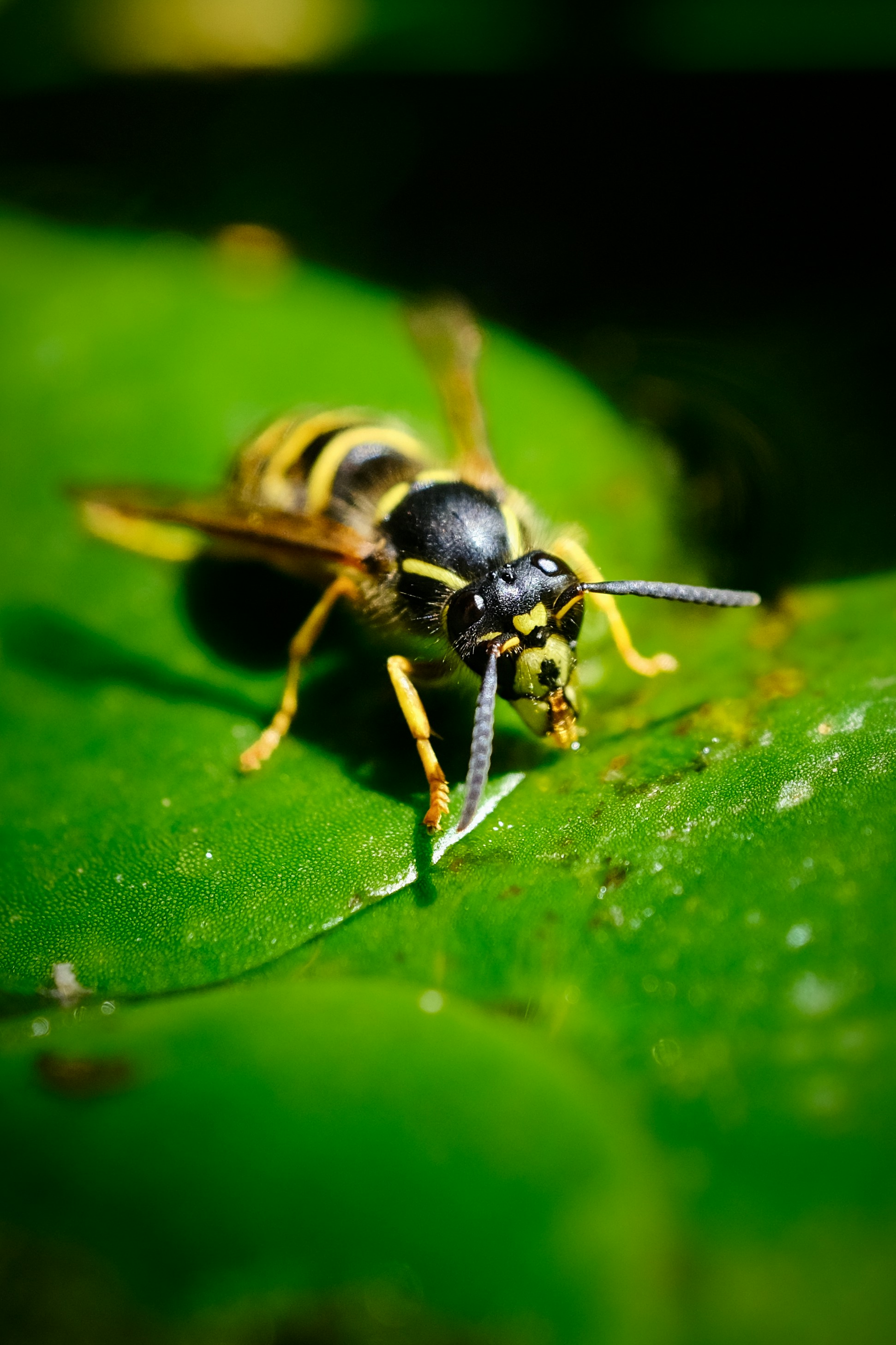 Close-Up of a Wasp on a Glossy Leaf