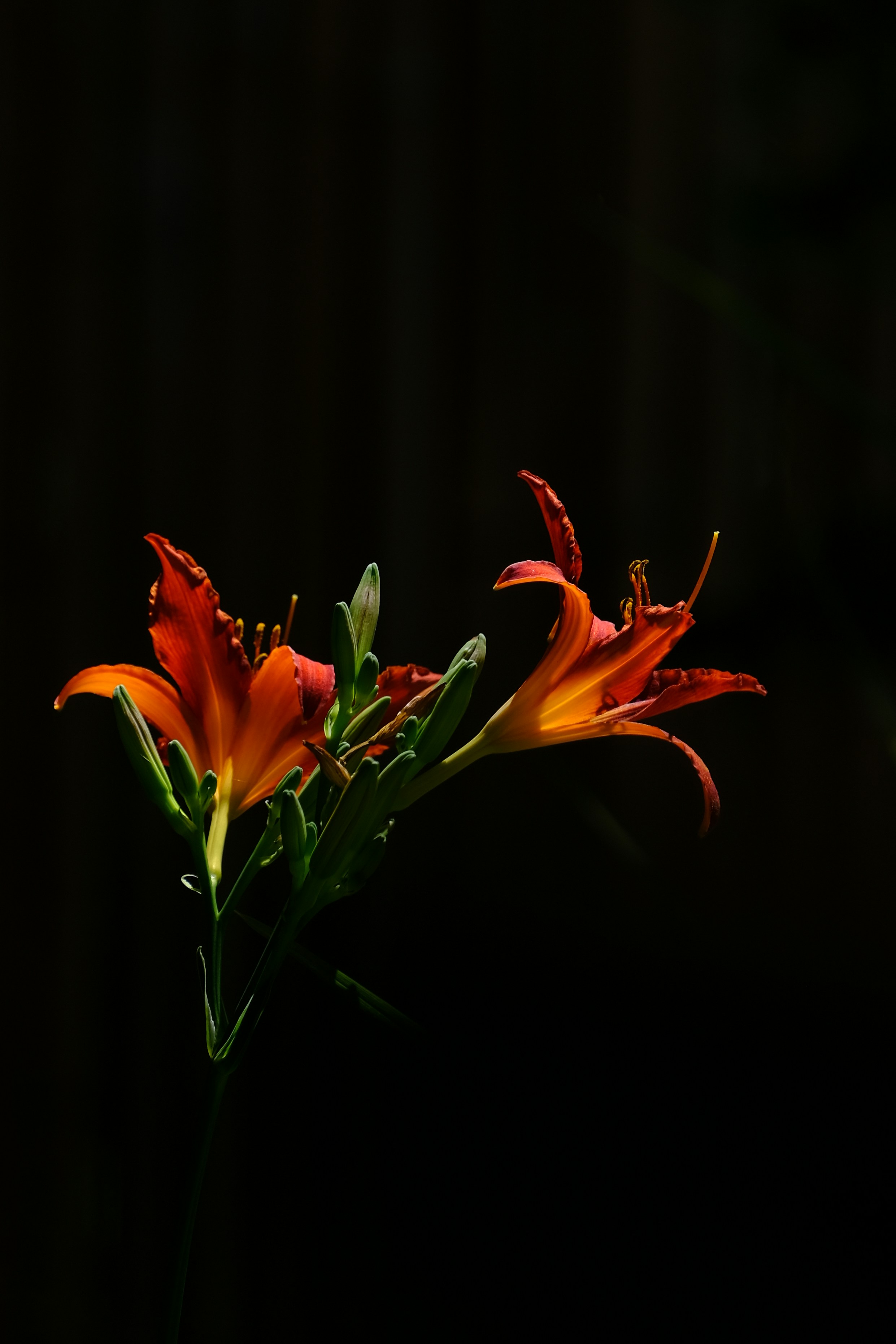 Crimson Petals in Spotlight