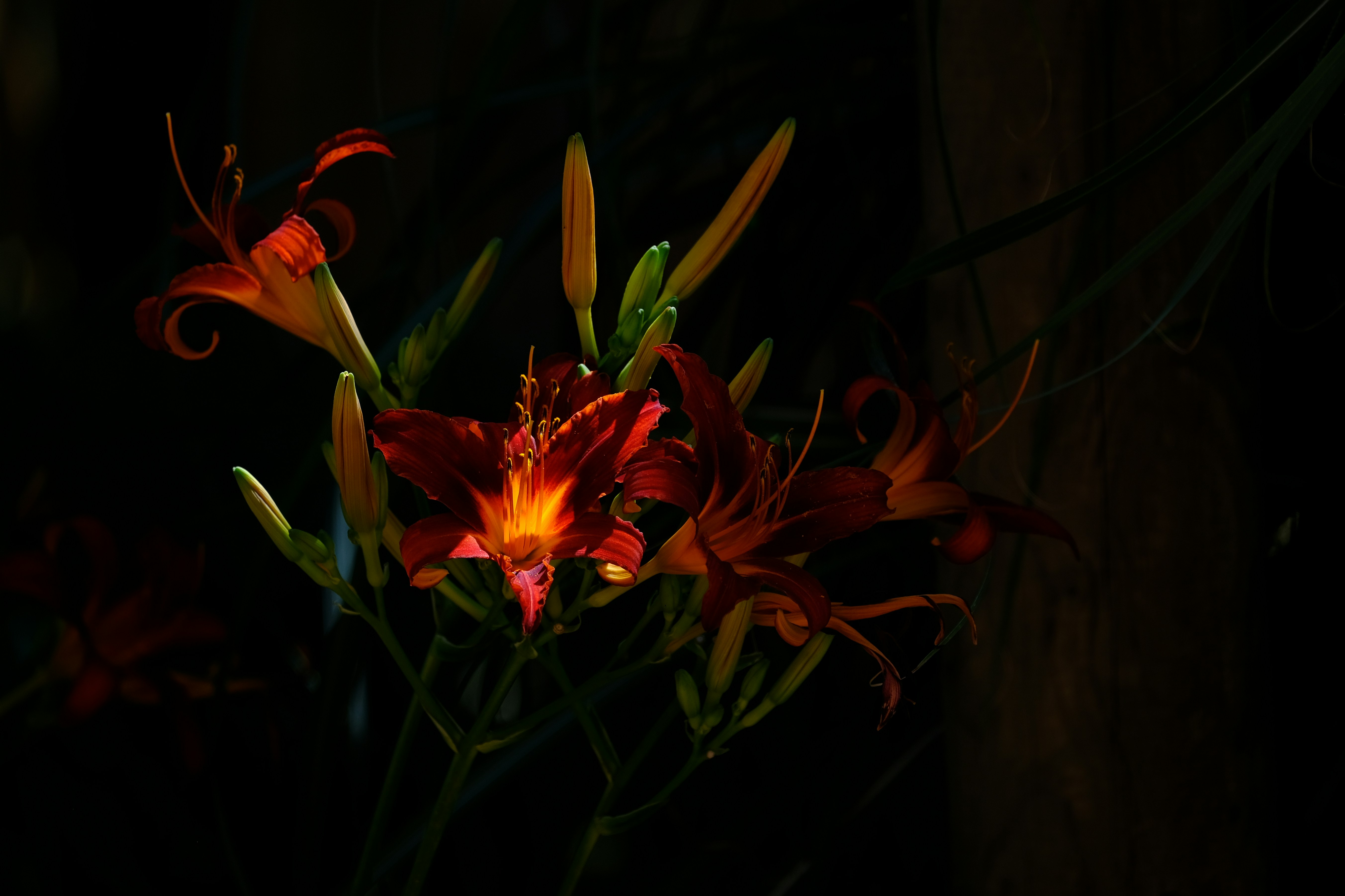 Crimson Ink on Midnight: A Lily Glow in the Shadows