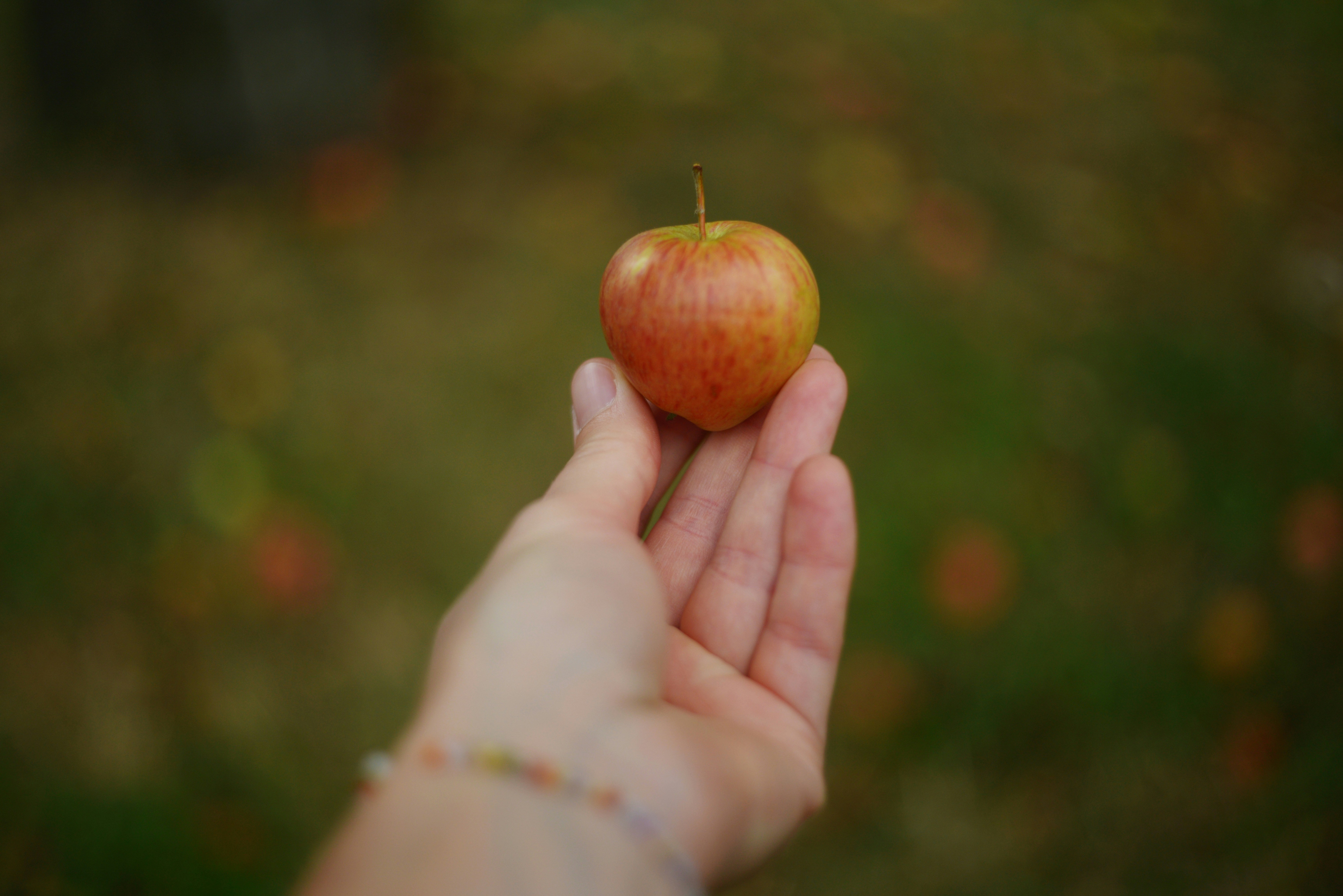 Apple on a Tender Palm: A Quiet Moment in the Orchard