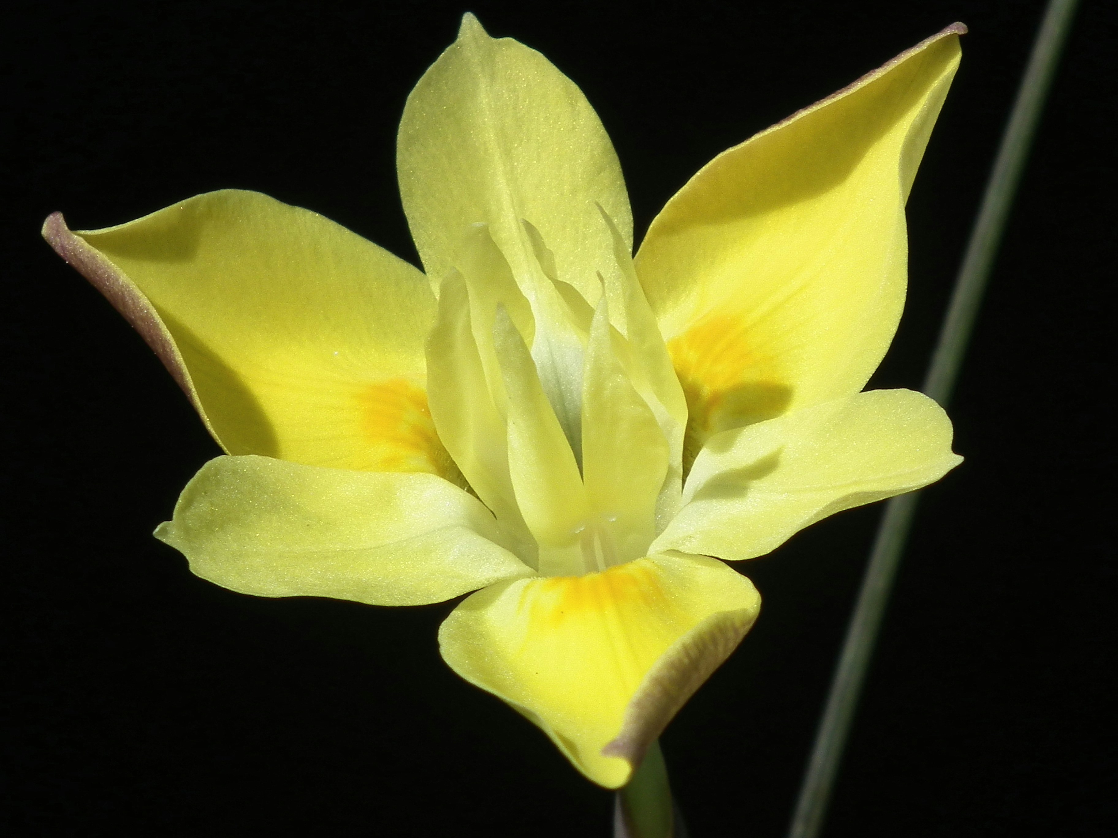 Illuminated Yellow Iris Against Night Darkness