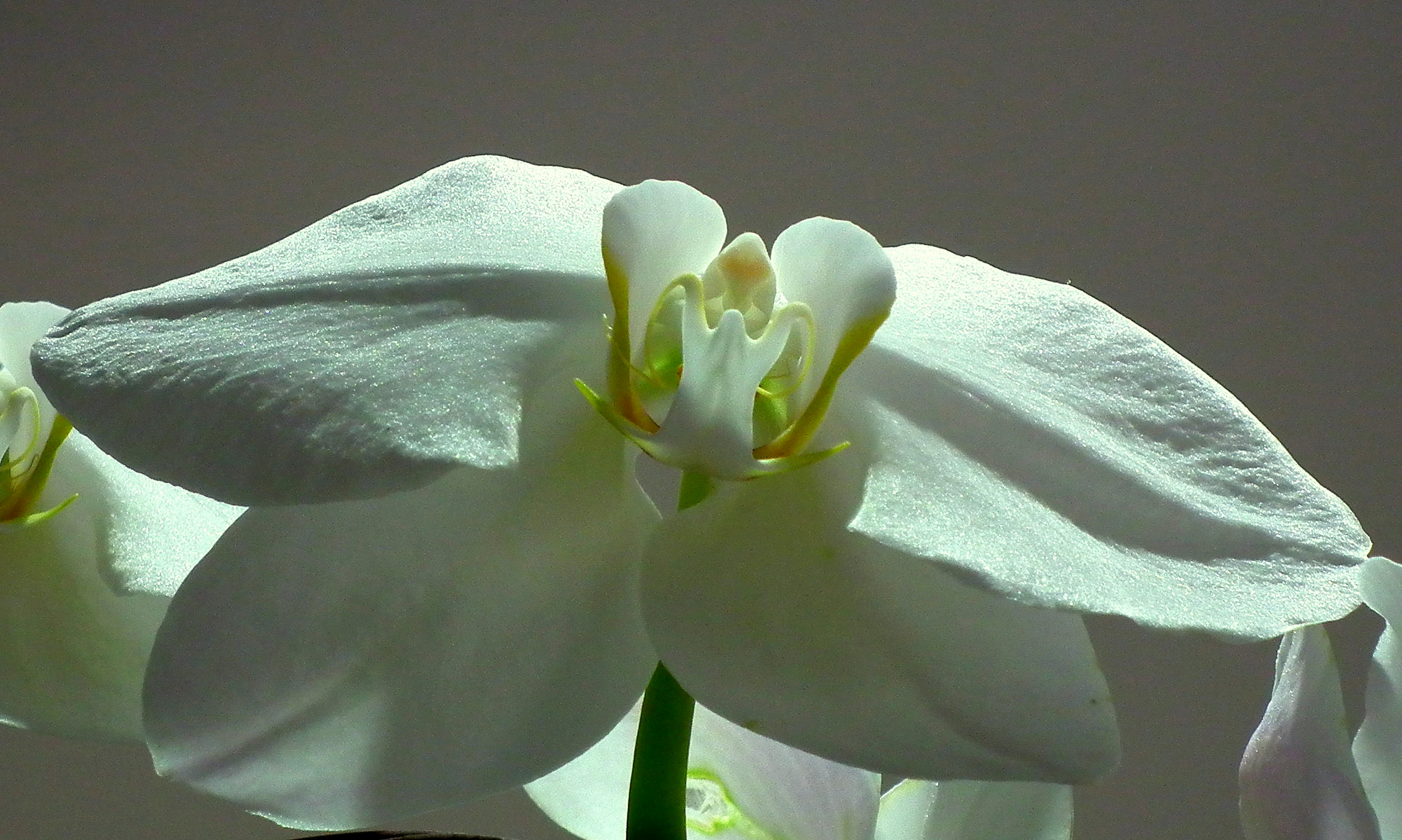 Close-Up of a White Orchid: Ghostly Petals and Central Column in Soft Morning Light