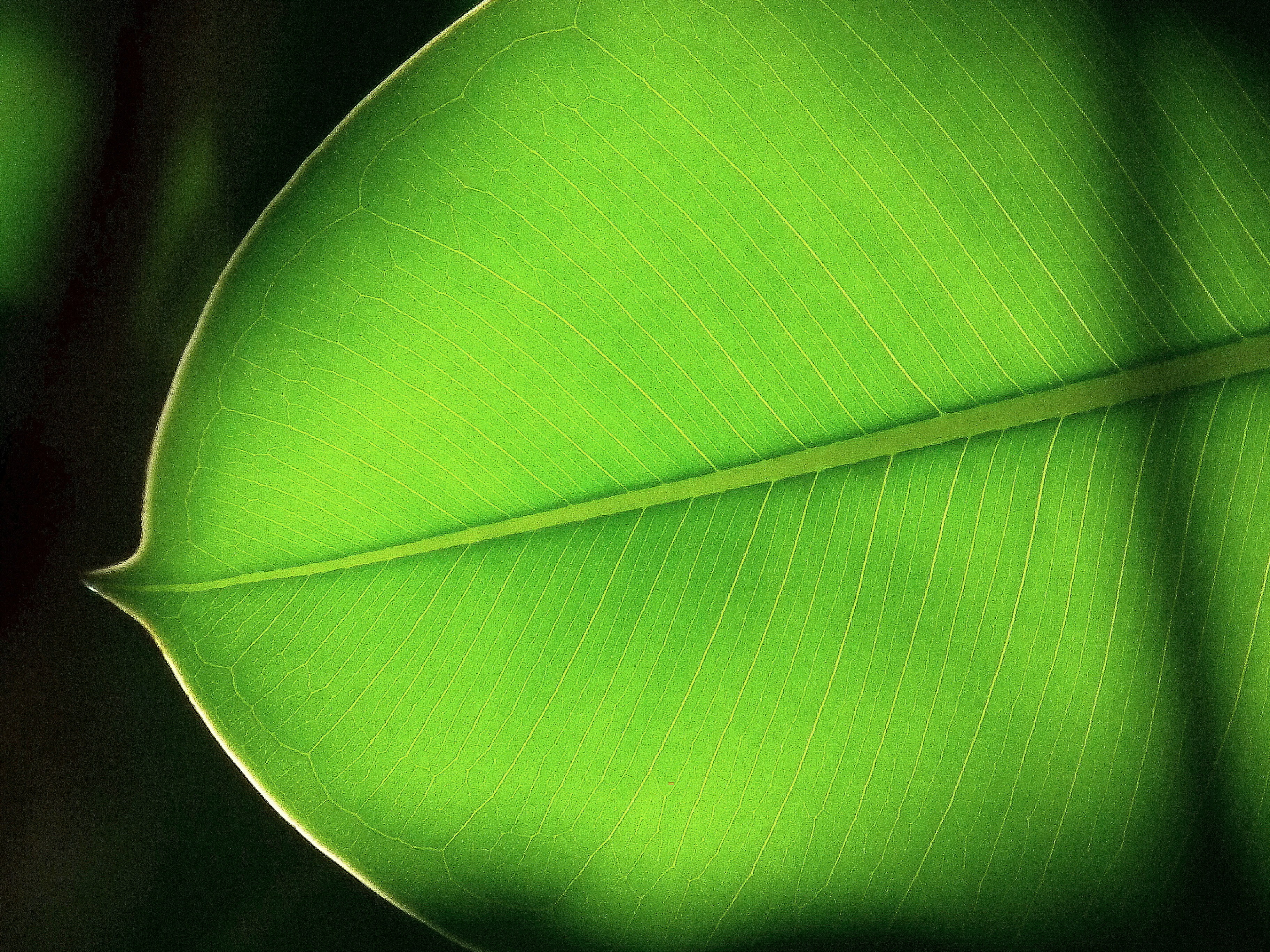 Emerald Vein: Close-up of a Leaf’s Central Midrib and Veins