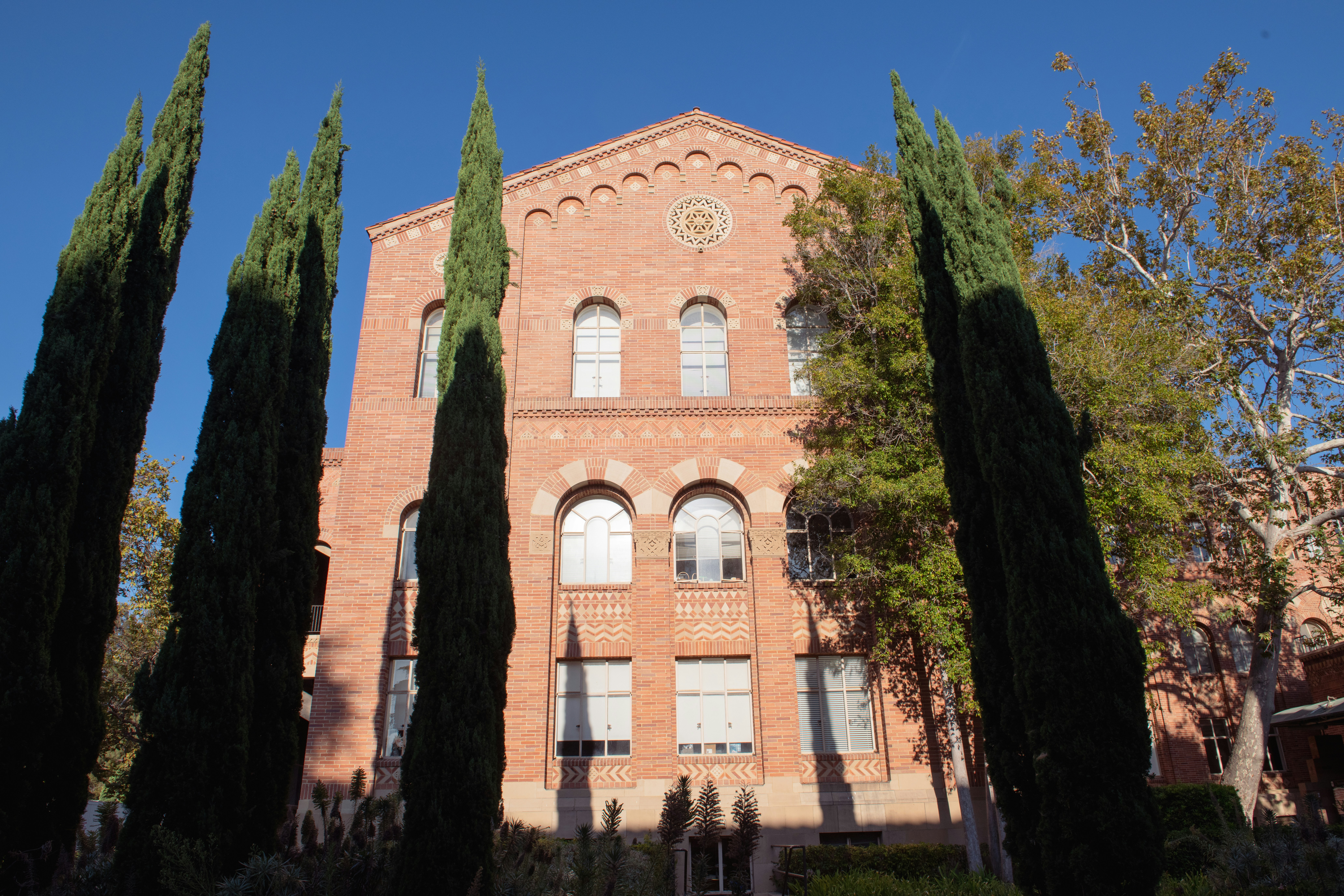 Brick Facade Climb: A Row of Tall Cypress and a Historic Campus Building