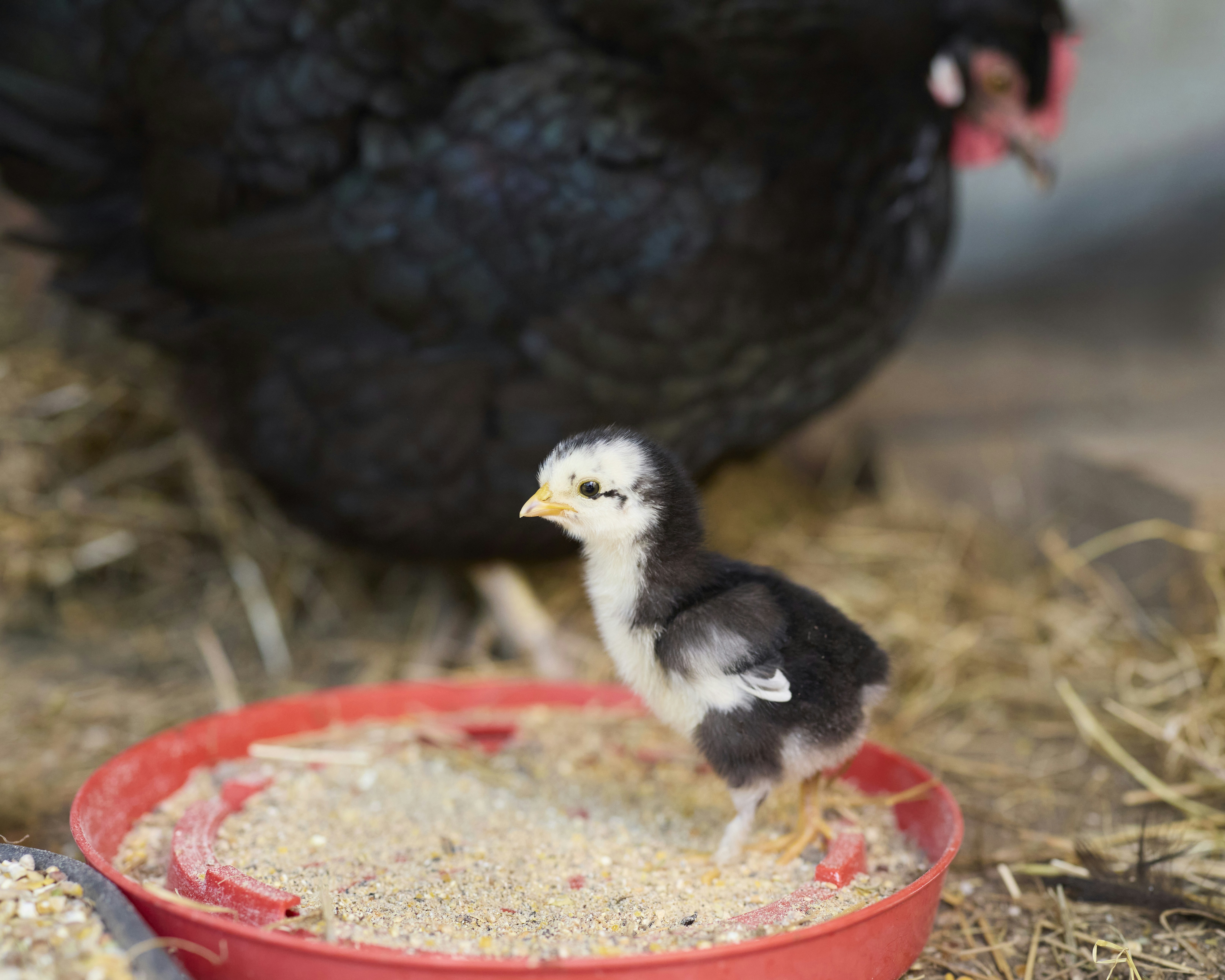 Chick and the Overlooked Guardian: A Chick’s First Feed