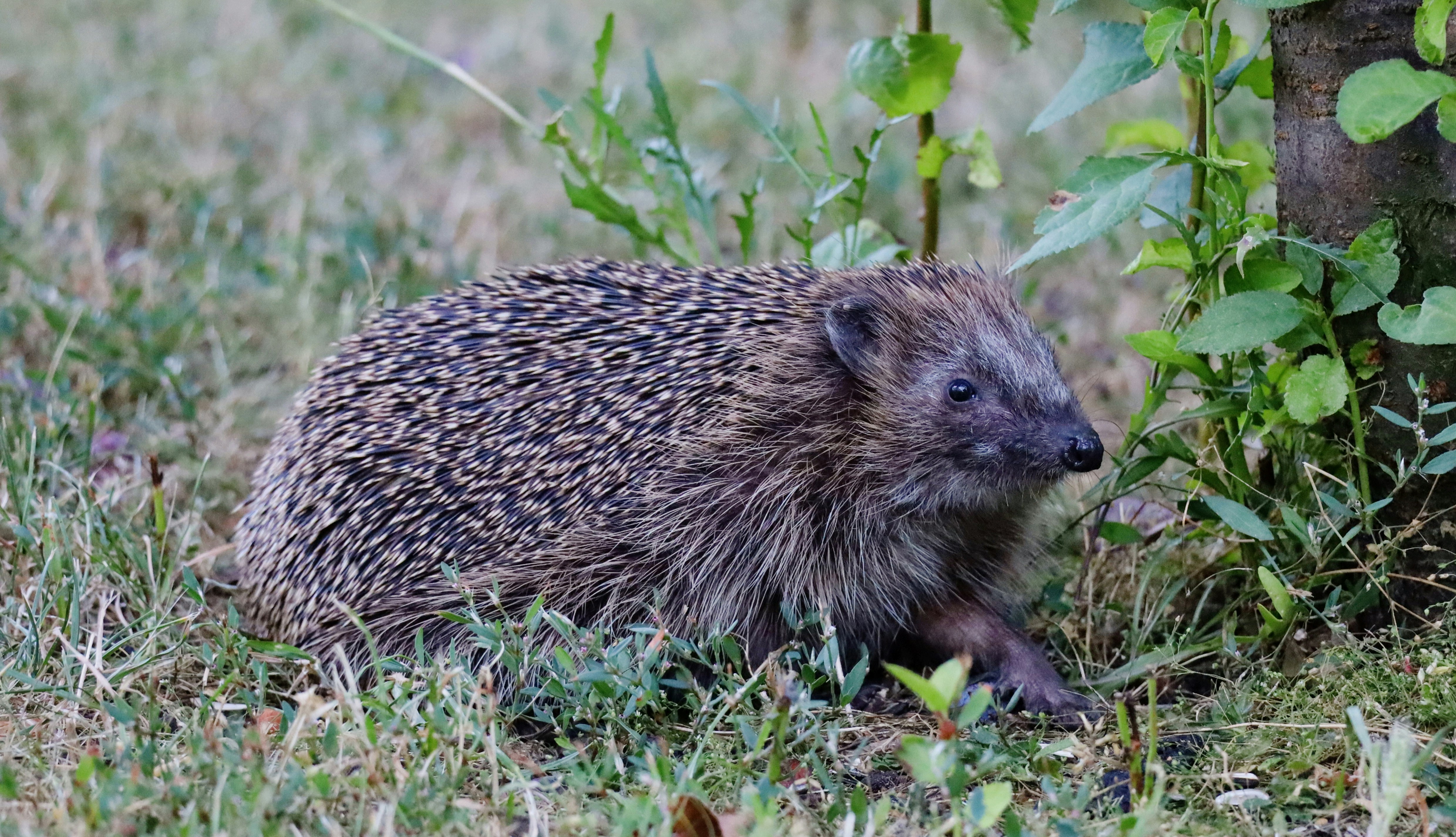 Low-Profile Hedgehog at Lawn’s Edge