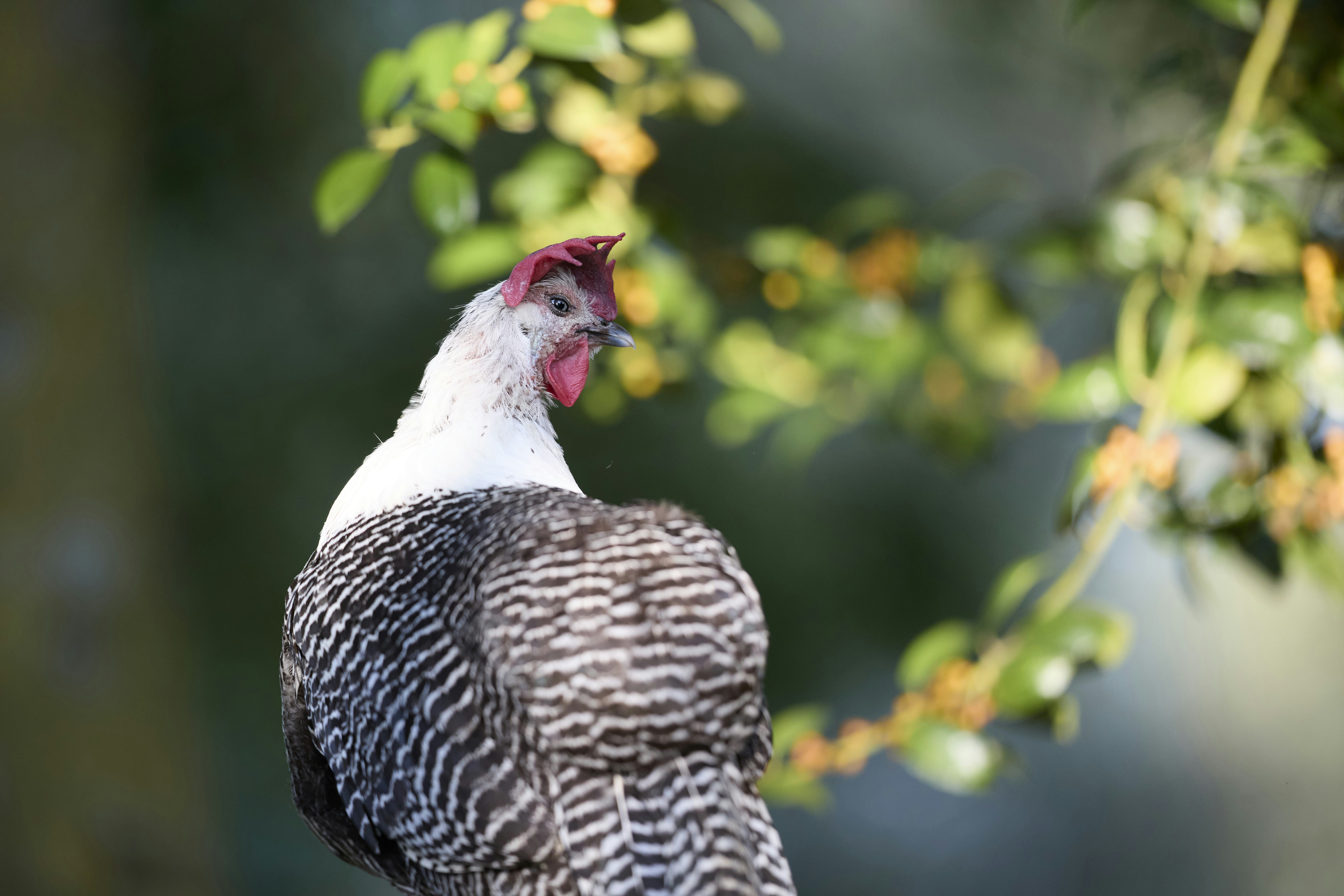 White-Feathered Rooster Amid Greenery: Portrait with Soft Bokeh