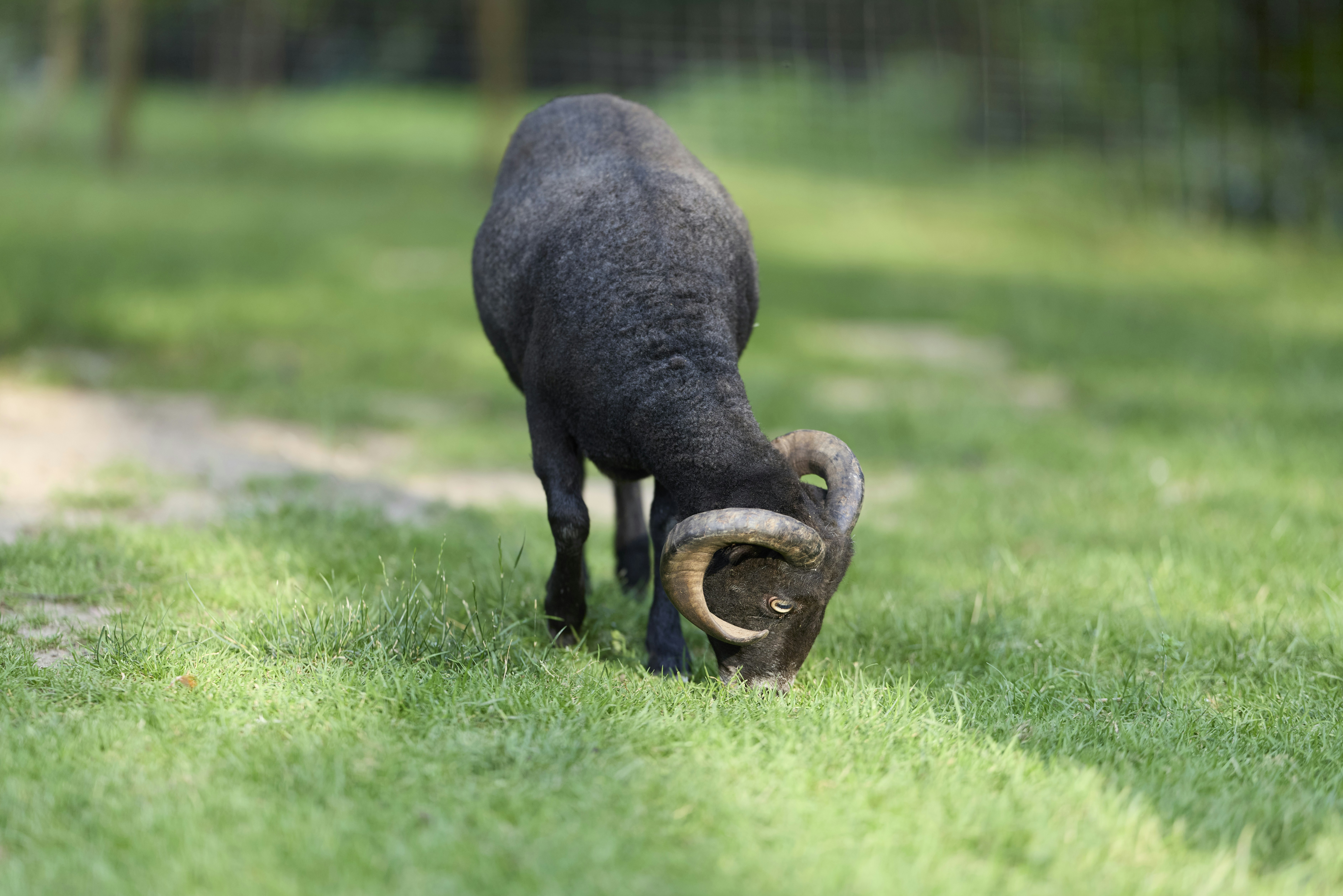 Hardened Grazing: A Ram in the Sunlit Field