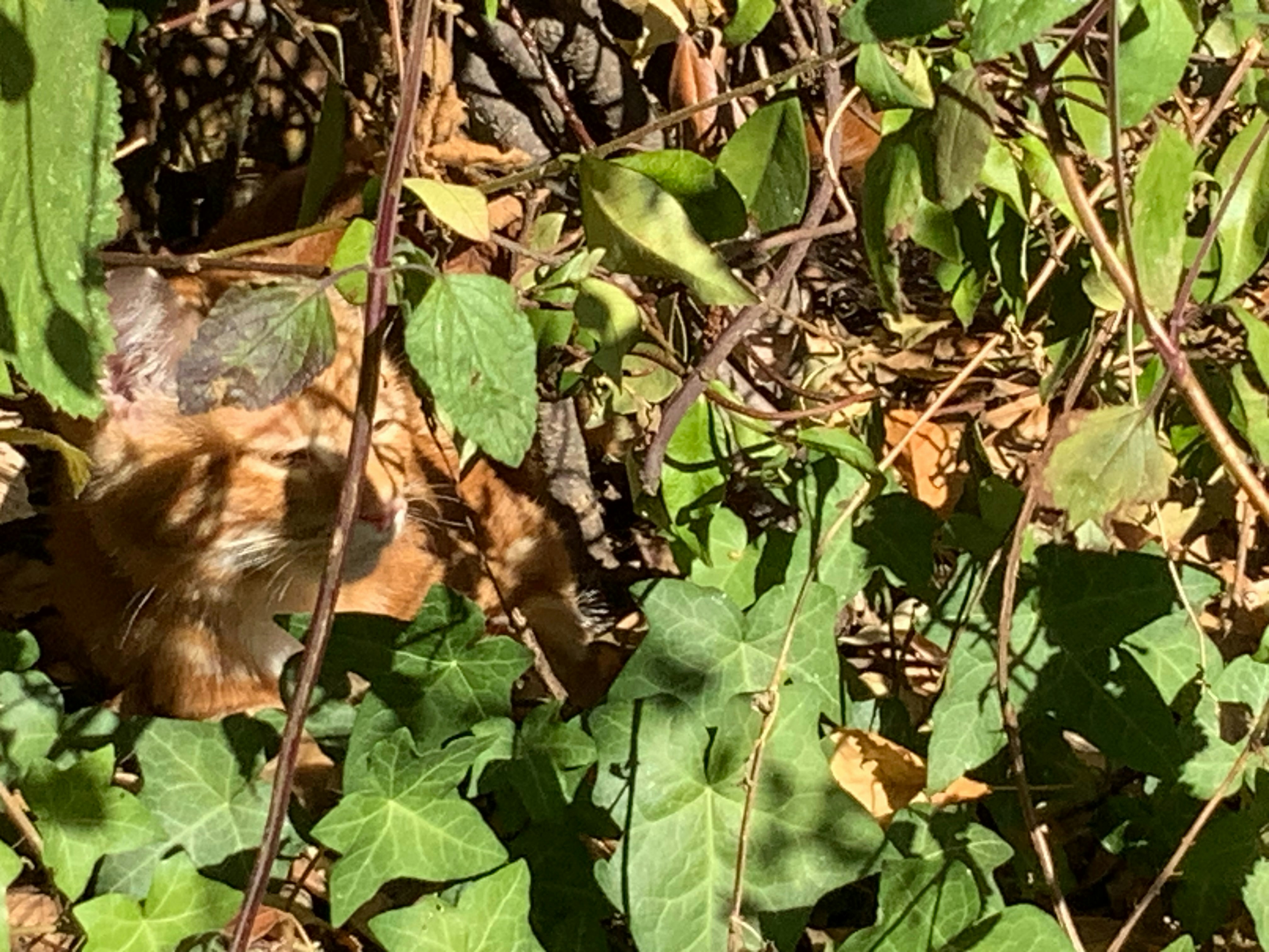 Hidden Ginger Shadow: A Cat Peeking Through Foliage