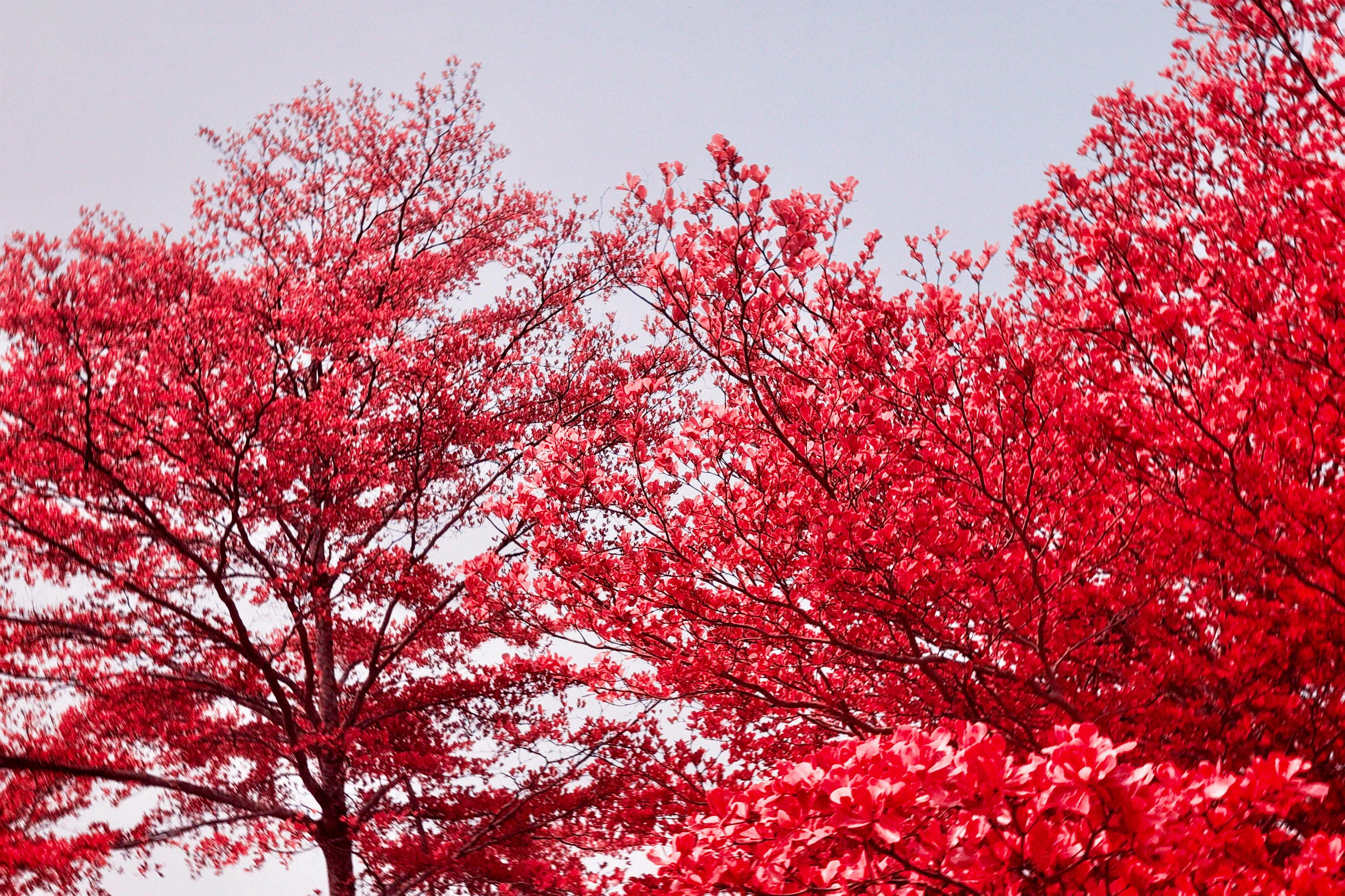 Vibrant red treetops stretch across the frame, creating a bold canopy with a pale sky behind. A dense cluster of red foliage dominates the scene, emphasizing the rich color and natural texture.