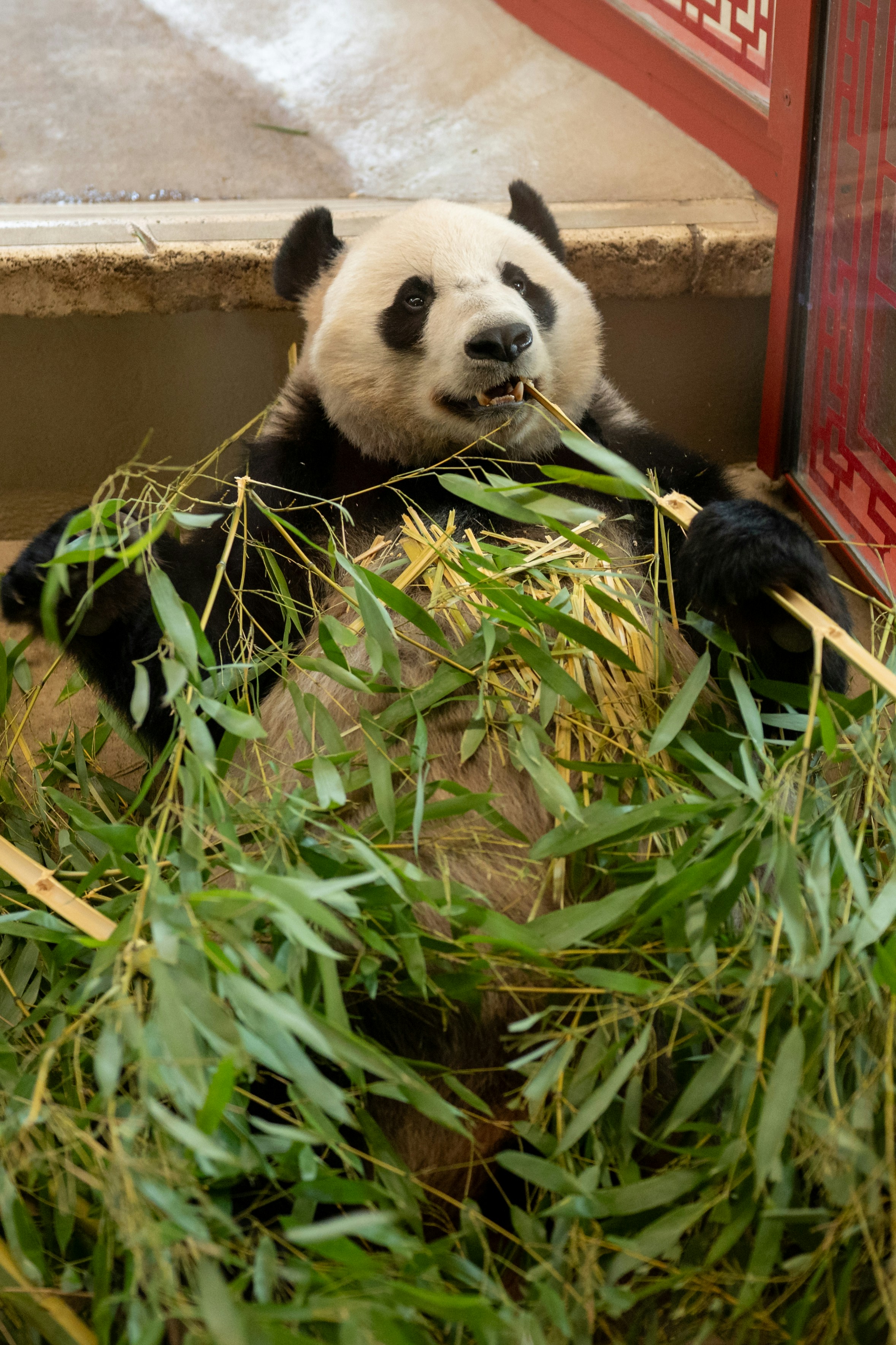Panda in Bamboo Bower: a Chewy Confession