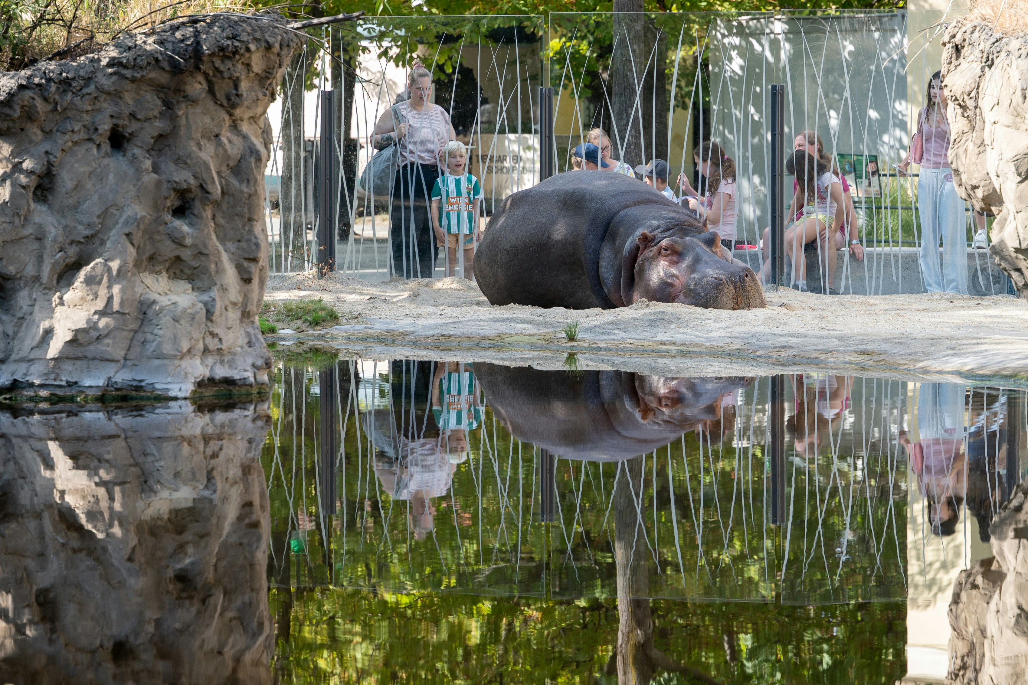 Mirror Moment: A Sleeping Hippo Halved by Still Water