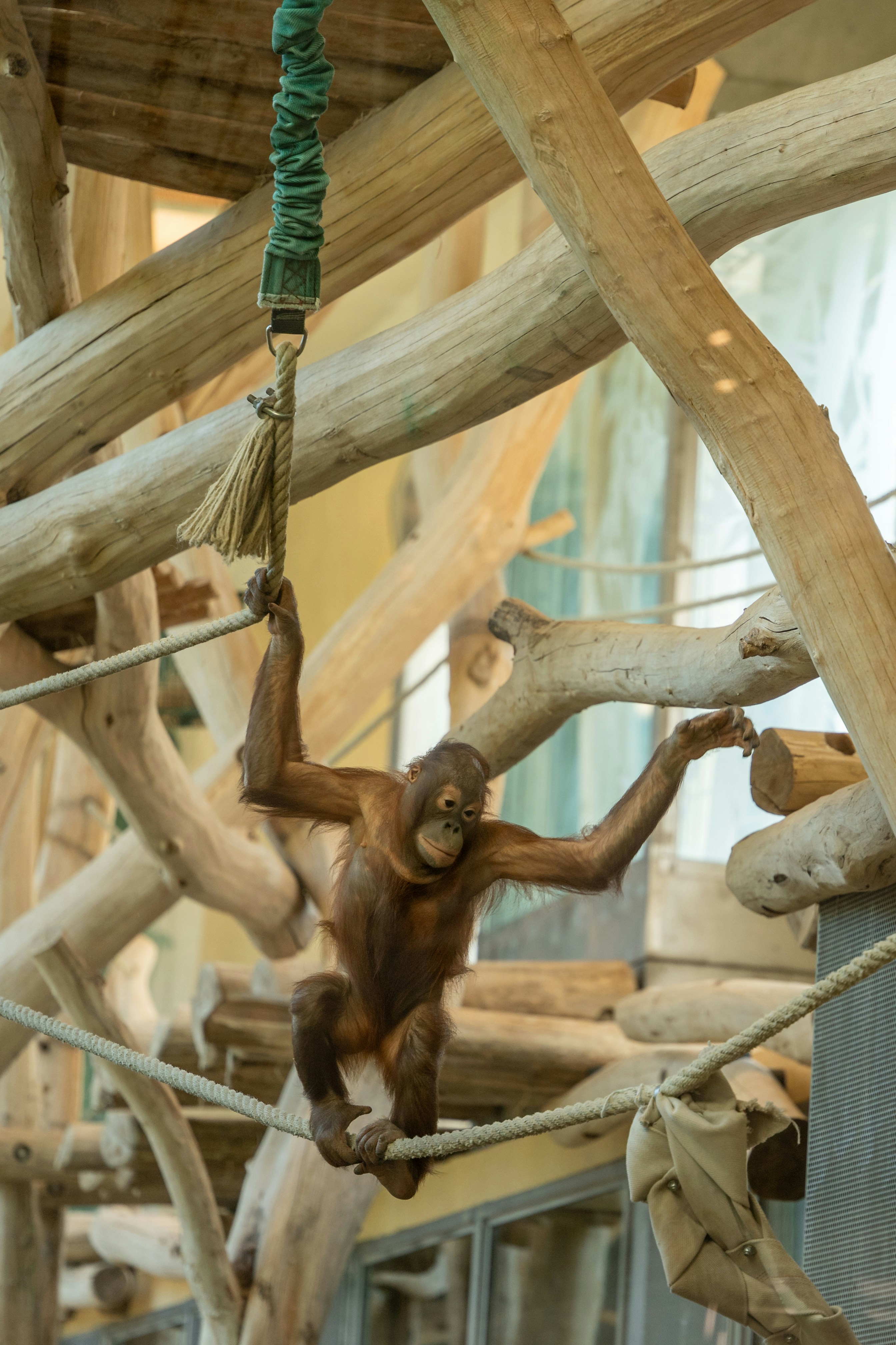 Orangutan Swing: A Curious Moment Among Tangle of Branches