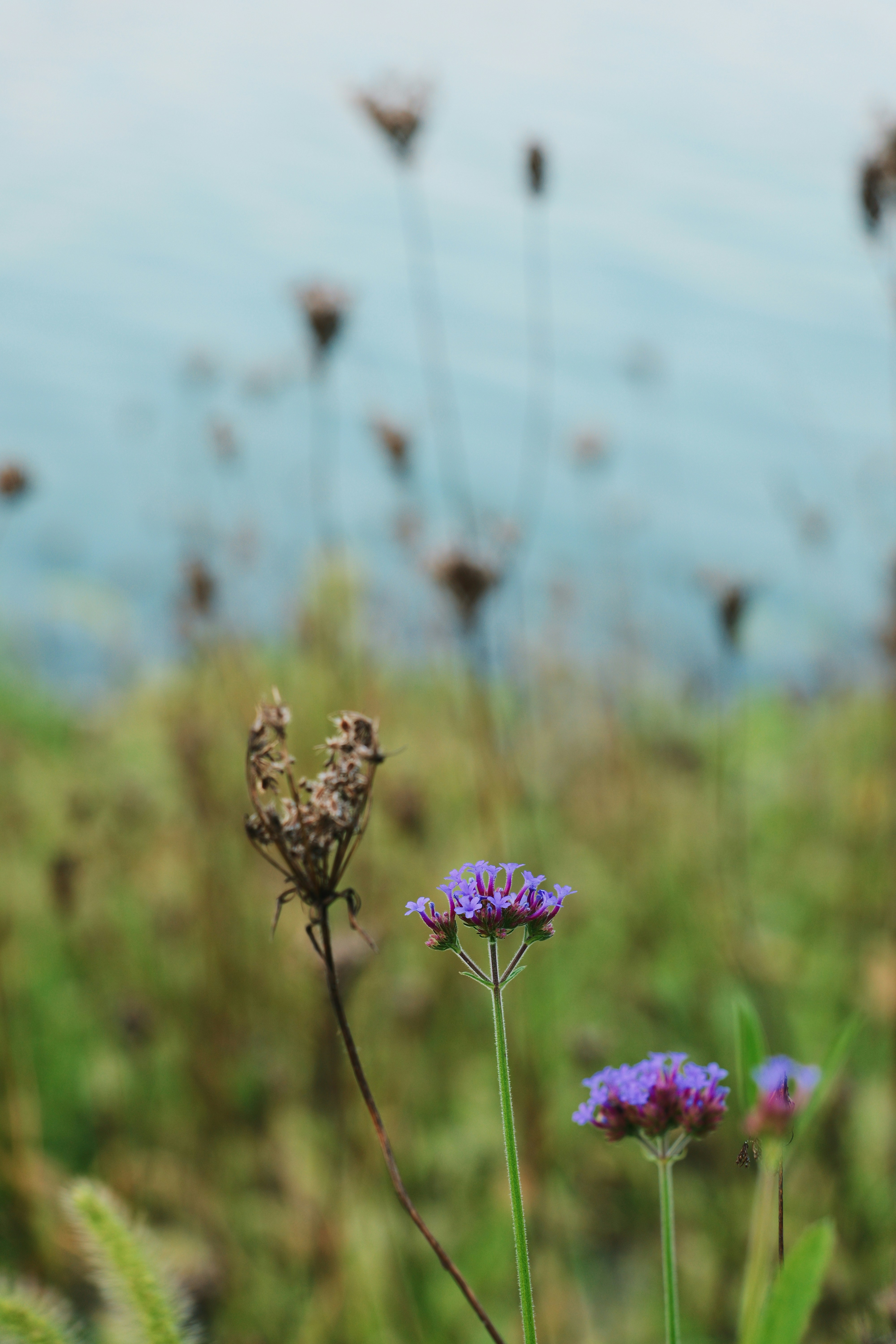 Purple Blooms on a Quiet Water Edge