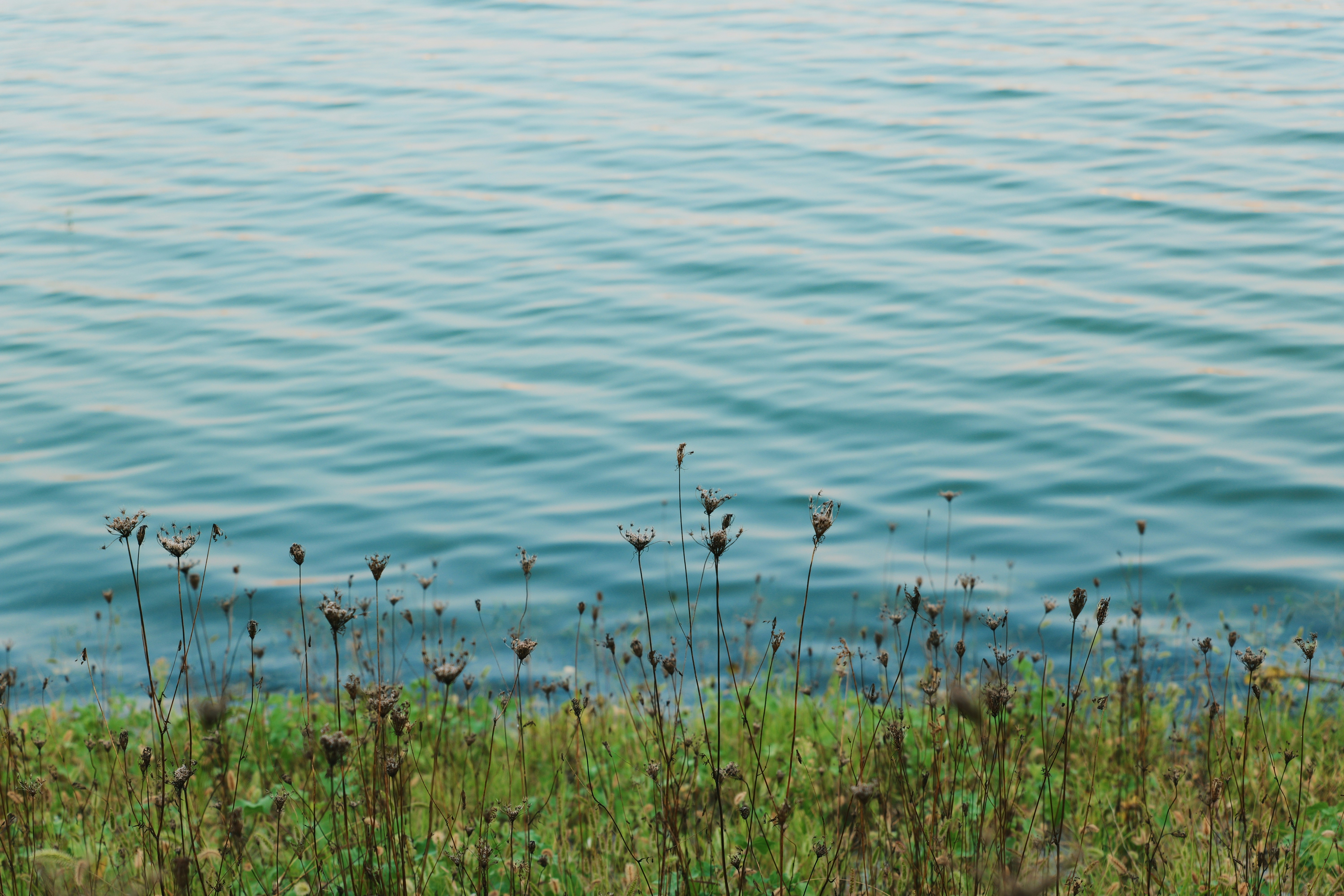 Shoreline Bloom: Wildgrass Framing a Quiet Lake Edge