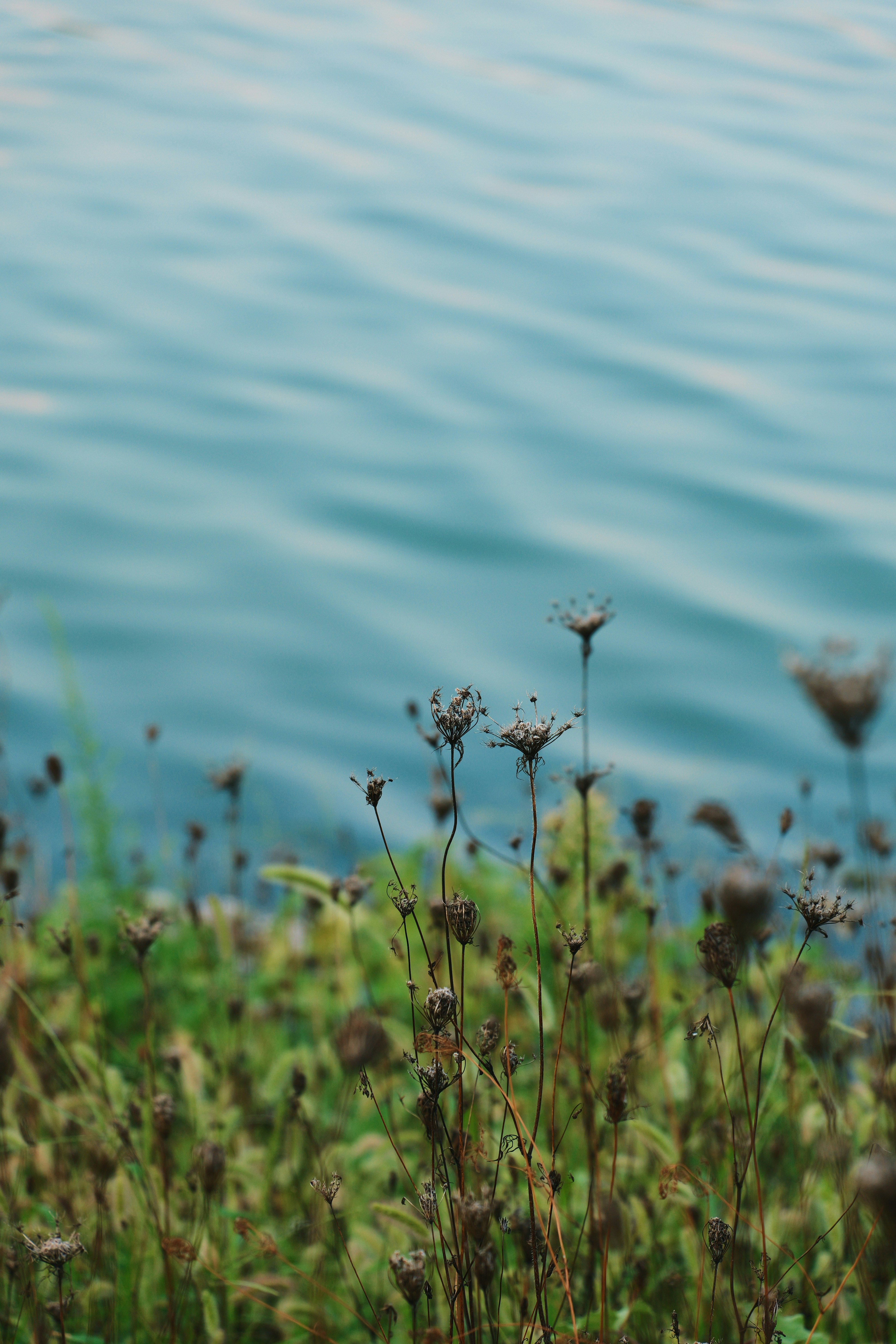 Silent Shoreline: Wild Stems Framing Turquoise Waters