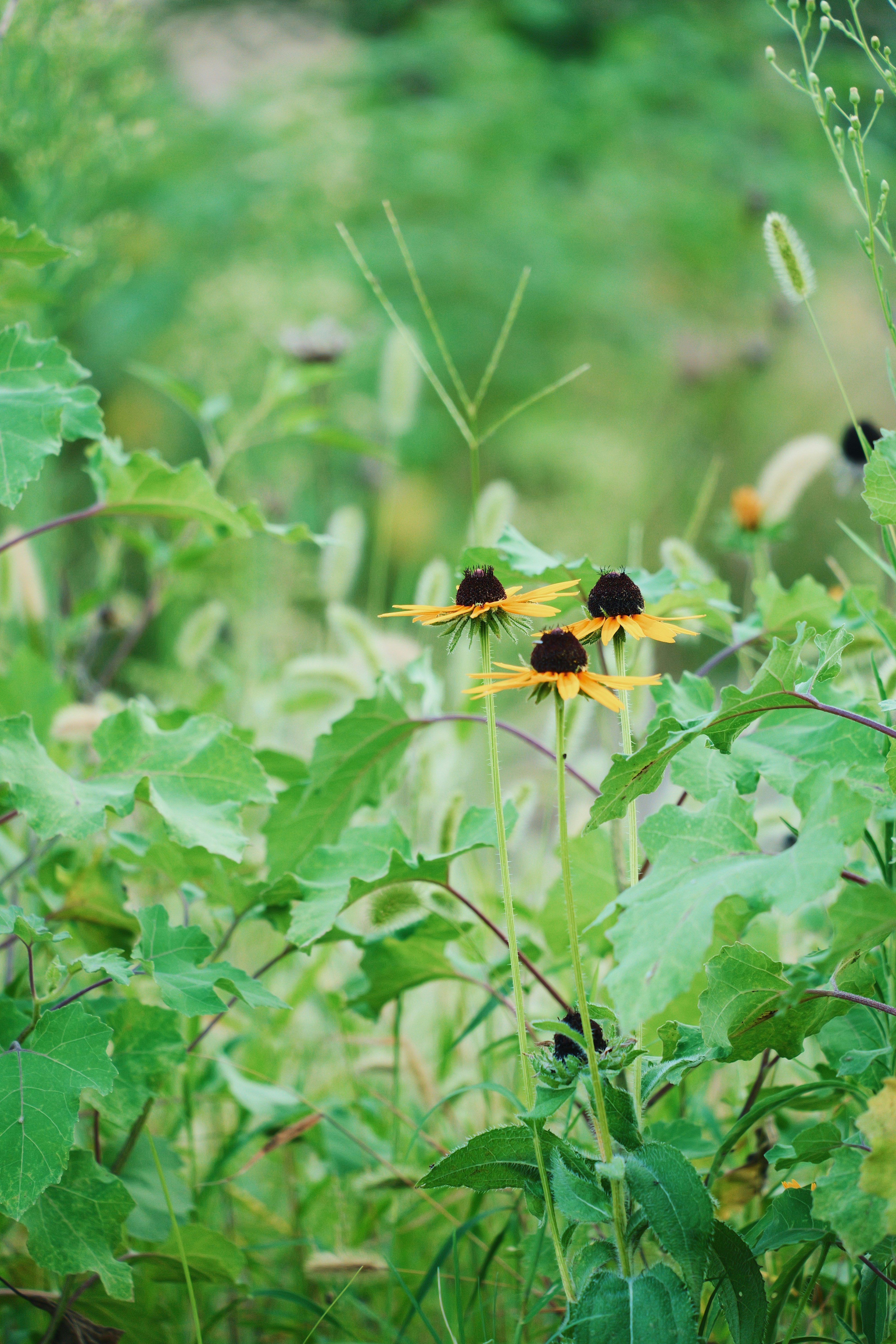 Sunlit Black-Eyed Susans Peeking Through Green Veil