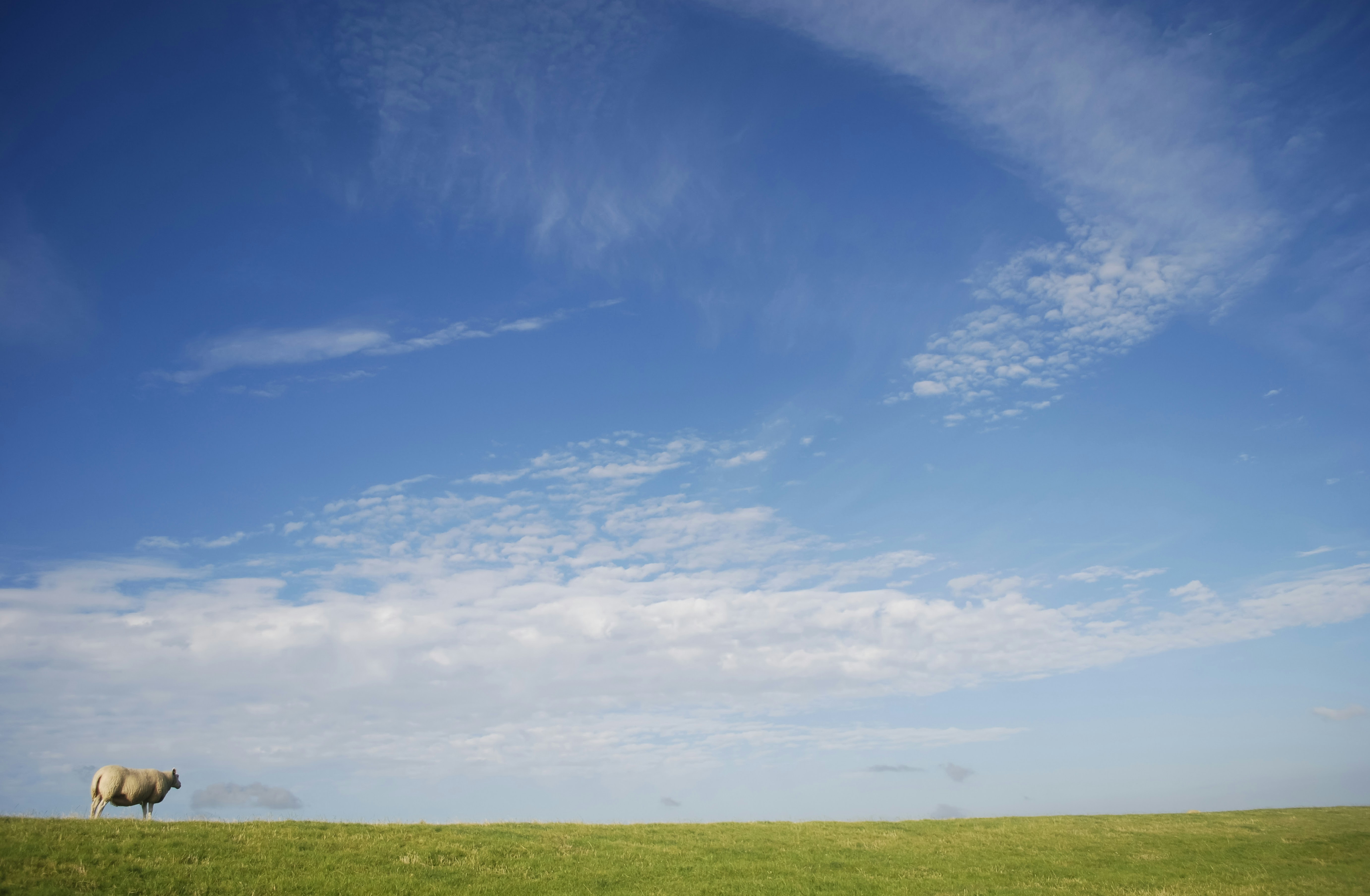 A solitary sheep grazes on a grassy plain beneath a vast blue sky, conveying calm rural expanse with minimal foreground. This is a natural landscape capture.