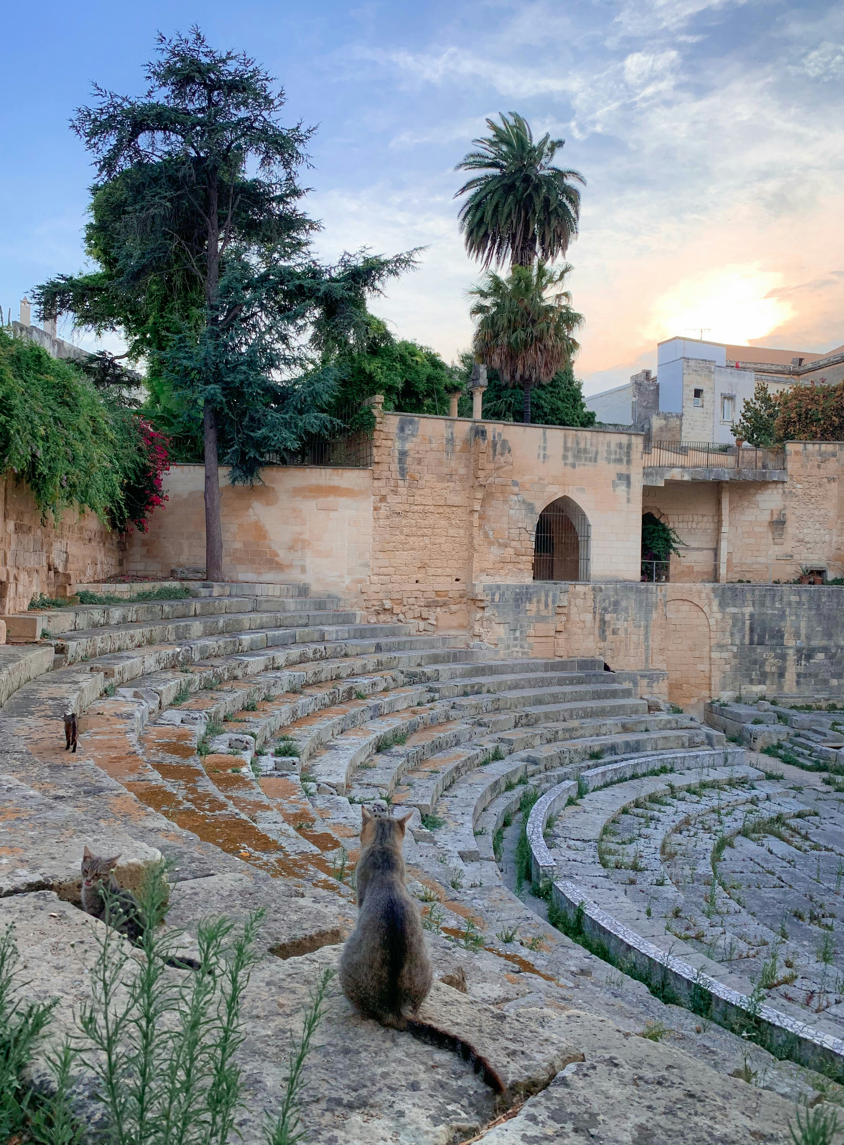 Terraced Arena Watcher: A Cat at the Ancient Steps
