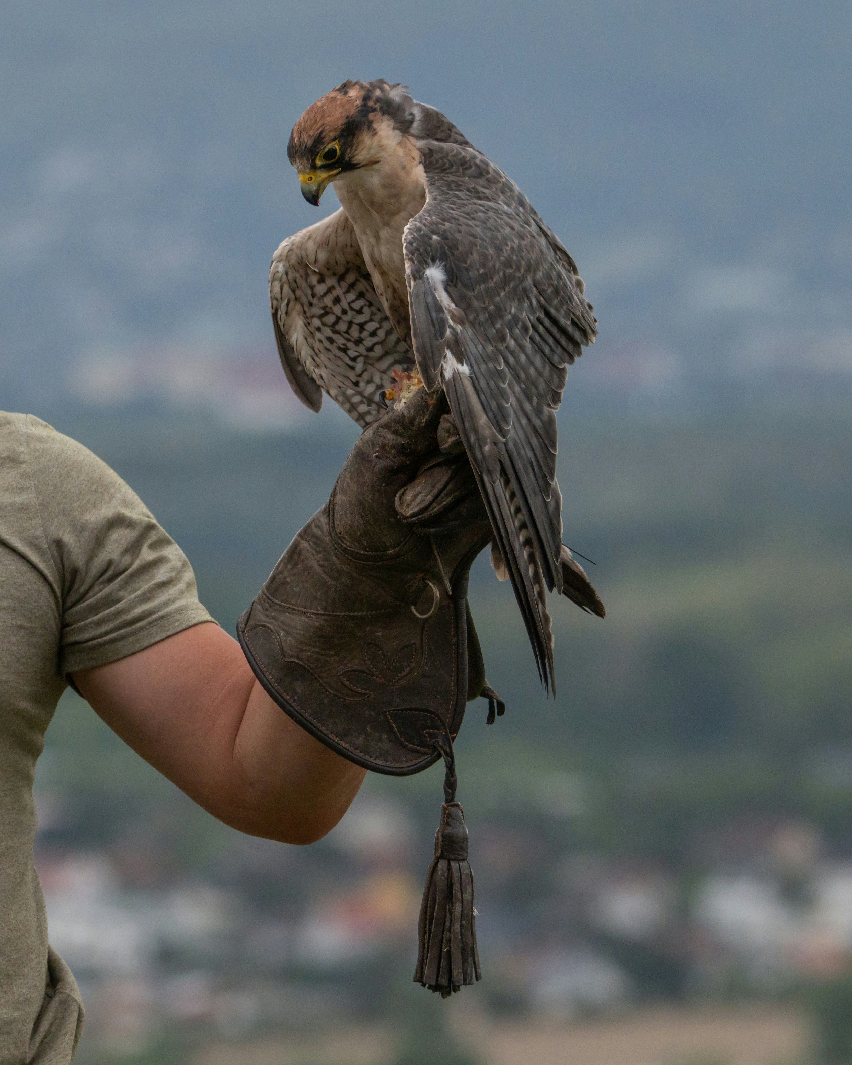 Falcon in The Glove: A Handheld Hunt with a Hawk