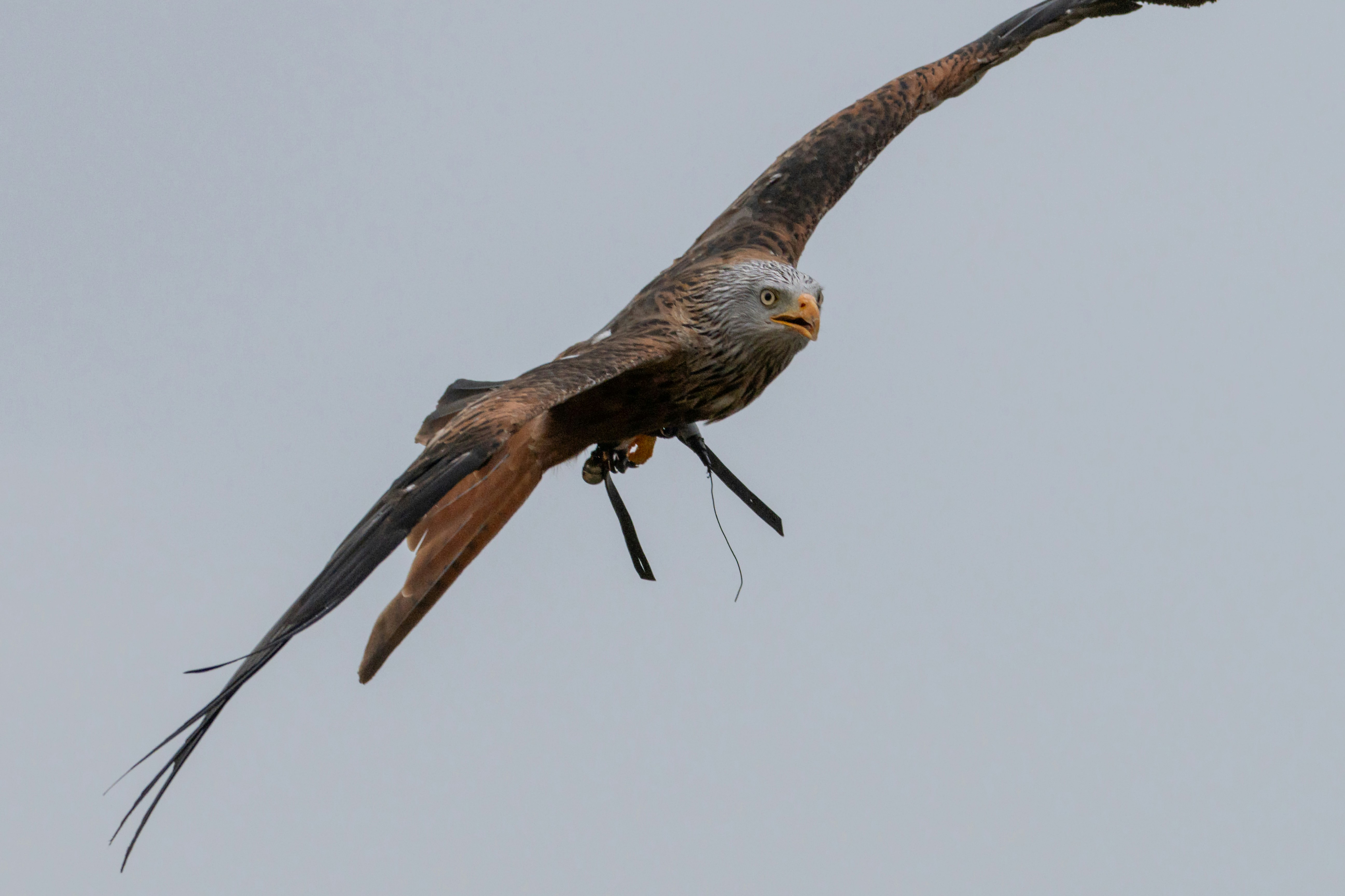 Raven-winged Harrier in Mid-Flight