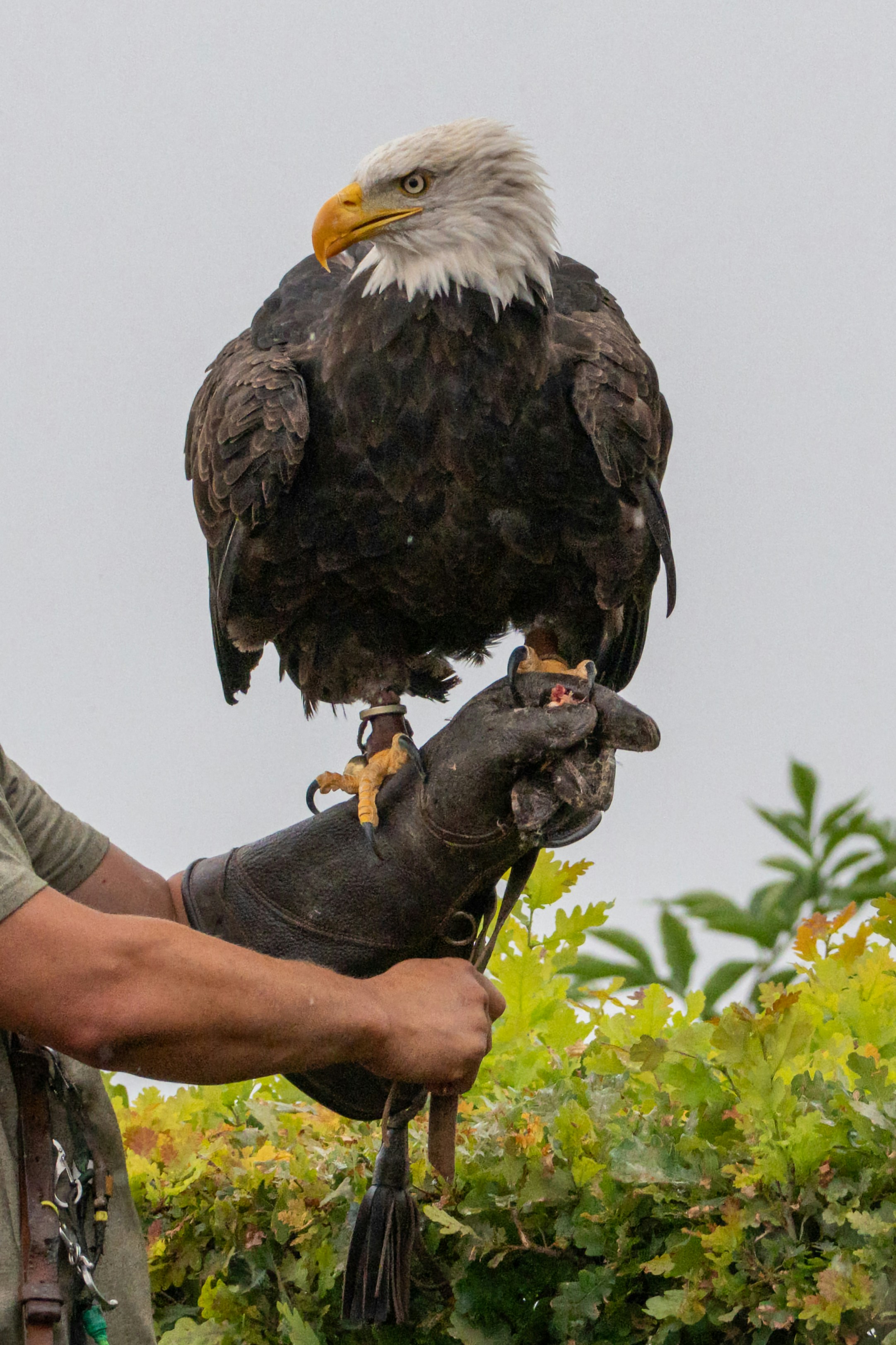 Anchor of Courage: Eagle Perched on Rescue Glove