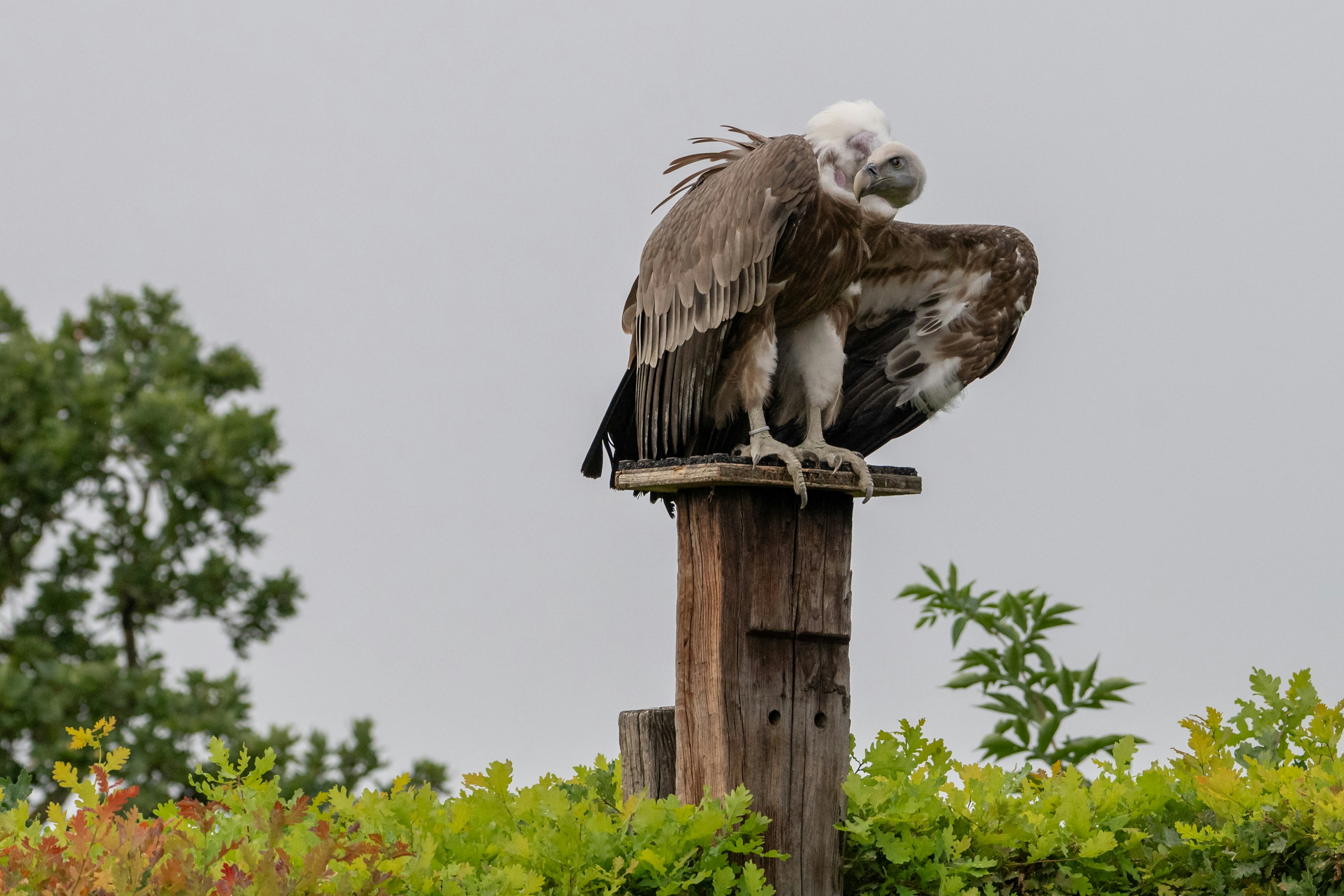 Rook on a Post: A Bald Eagle Warming its Wings
